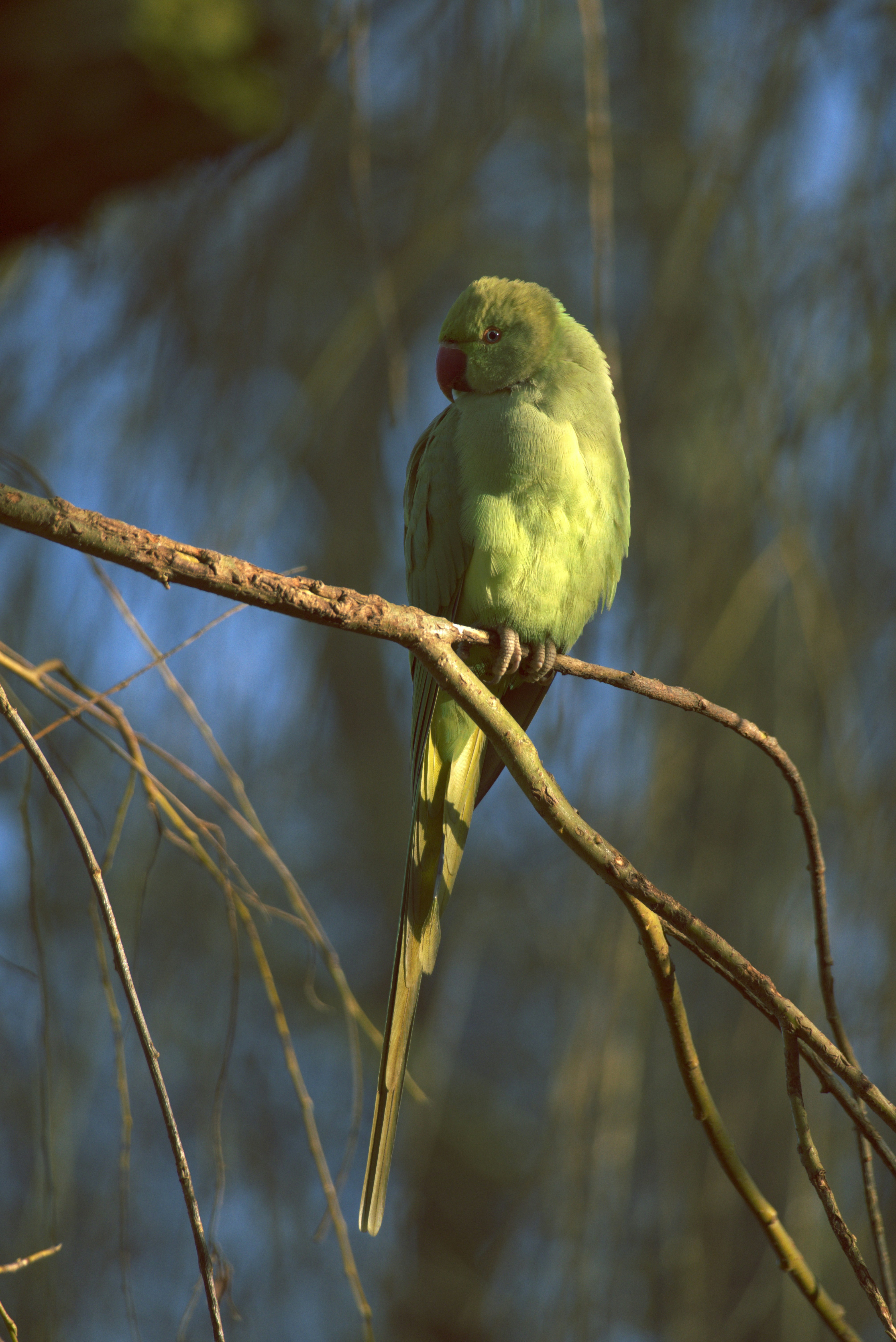 A green parrot perches on a tree branch. photo – Free Animal Image on ...