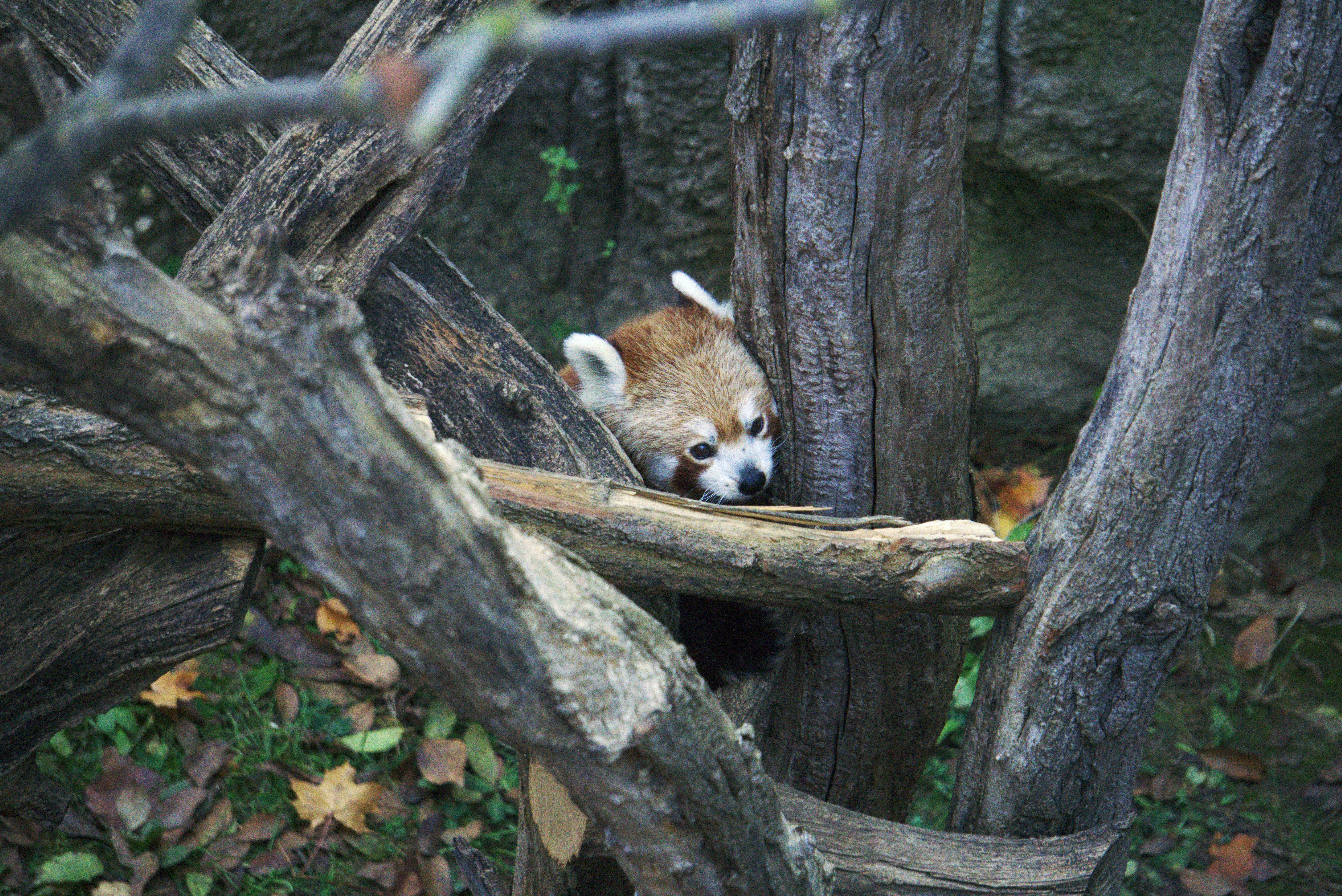 Un panda roux se cache au milieu des branches des arbres. photo – Image ...