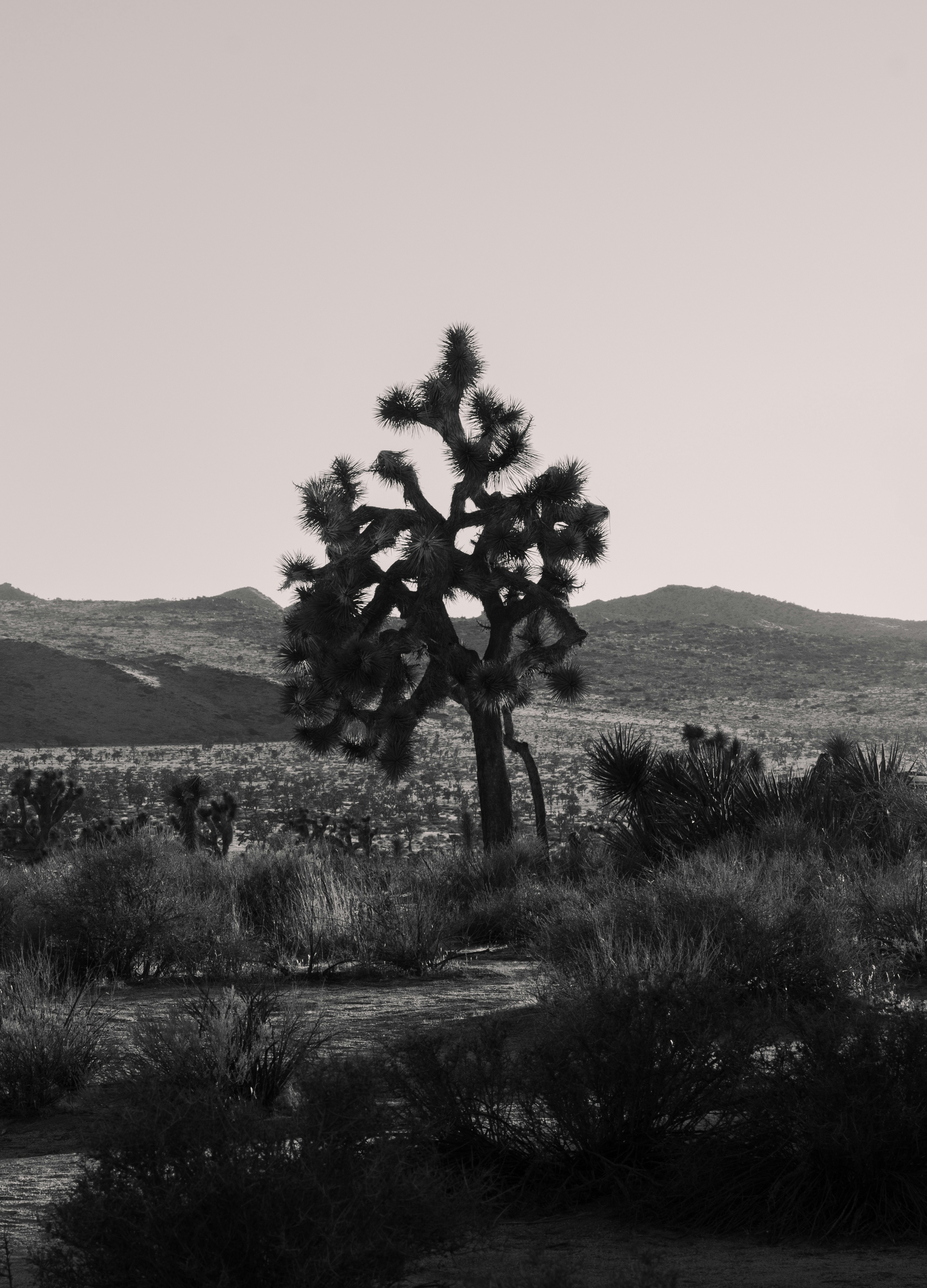 A joshua tree stands in the vast desert landscape. photo – Free Arizona ...