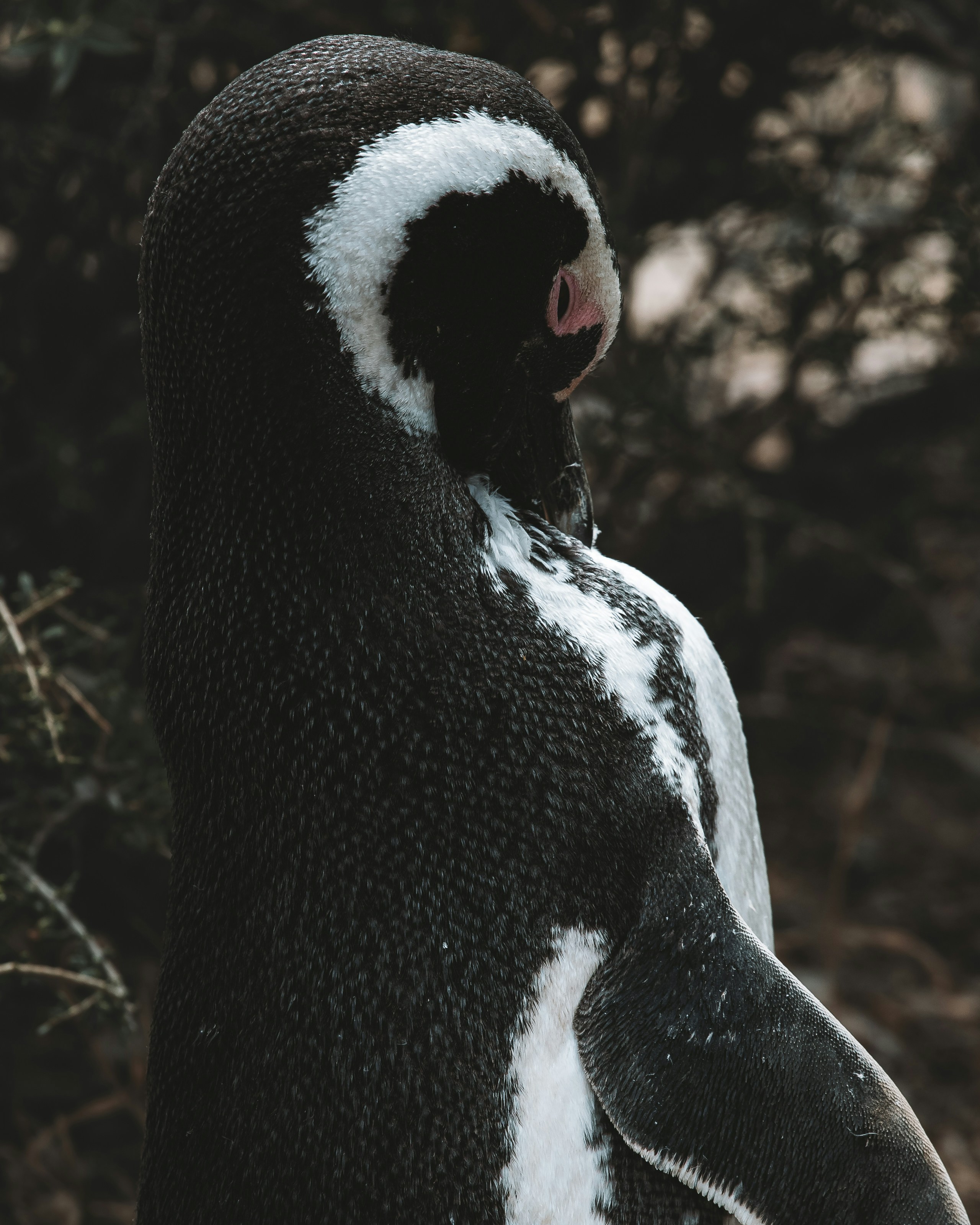 A penguin looking back with a white and black pattern. photo – Free ...