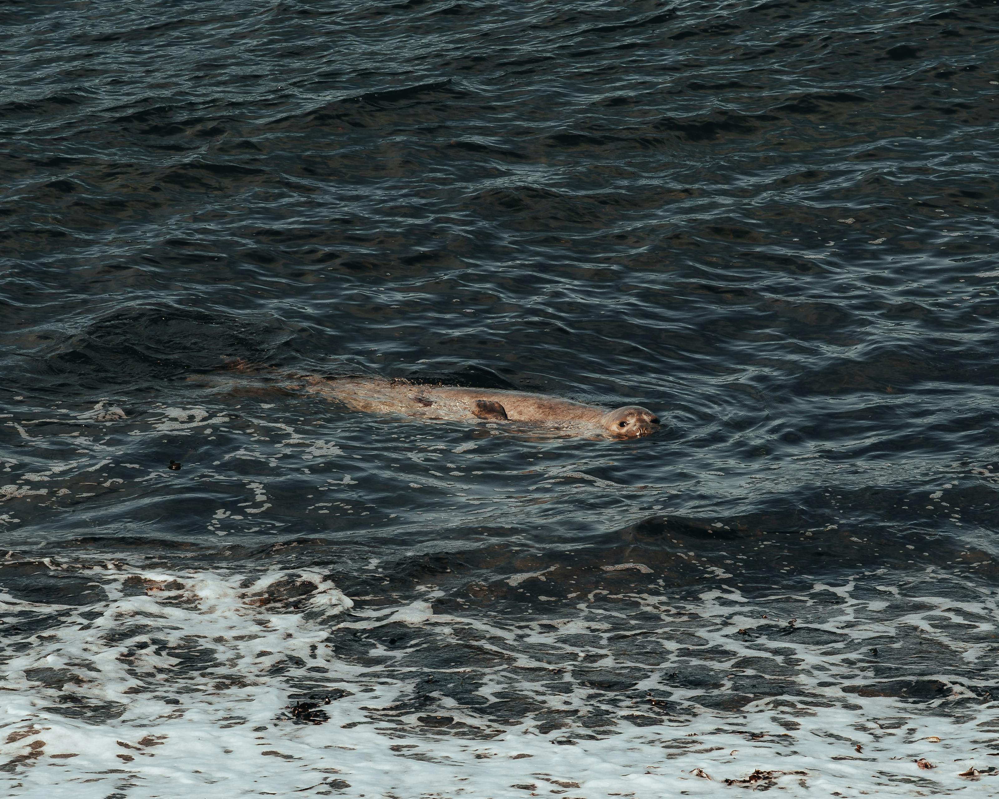 Foto Sepotong kayu mengapung di lautan. – Gambar Laut Gratis di Unsplash