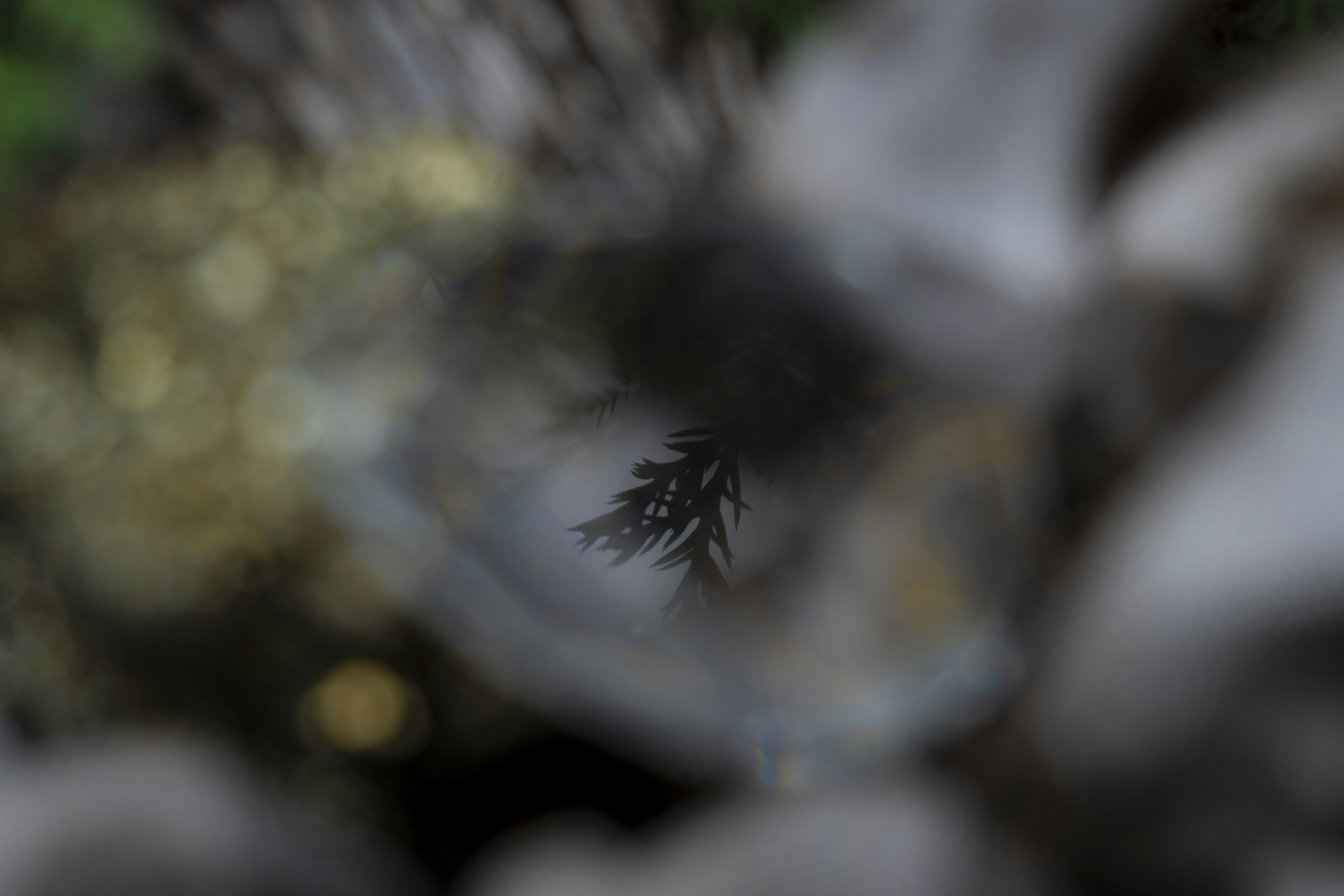 Leaf Silhouette in a Glass Orb: Focus in a Soft Bloom