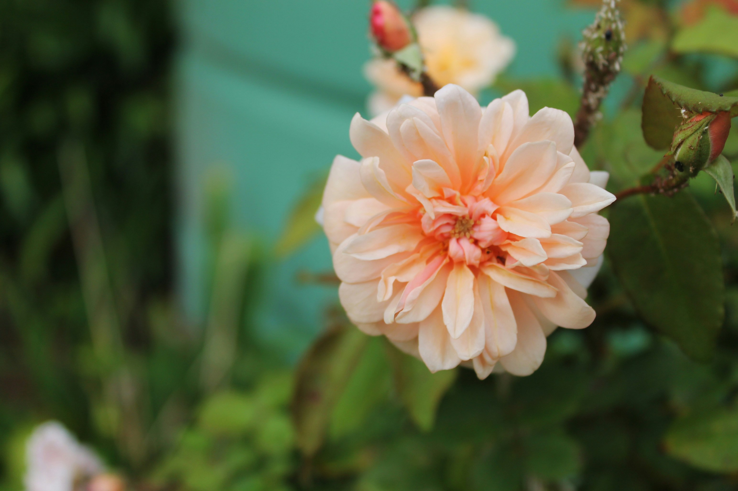 Peach Dahlia in a Quiet Garden Glow