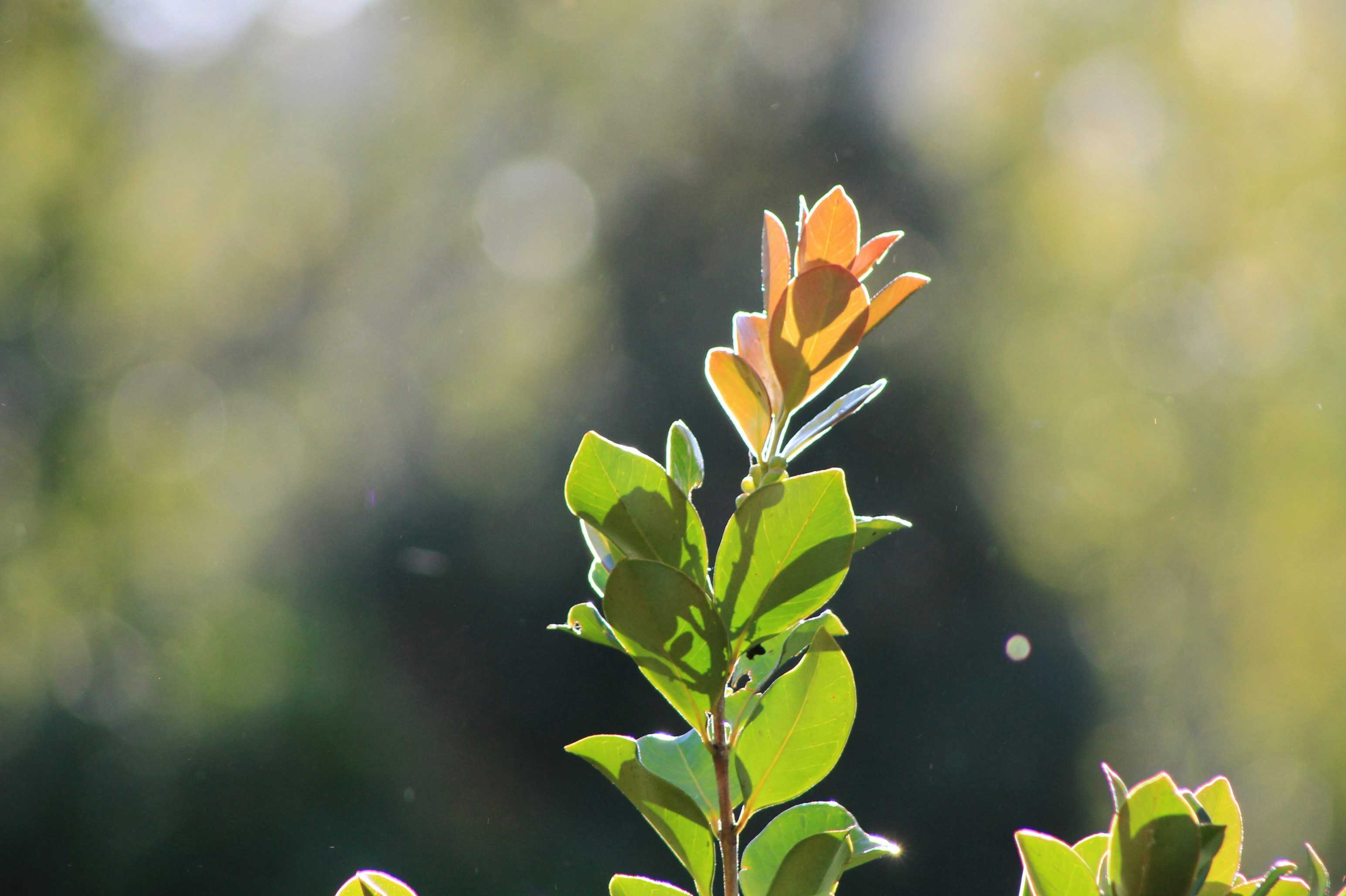 Emerald Glow in the Morning Light