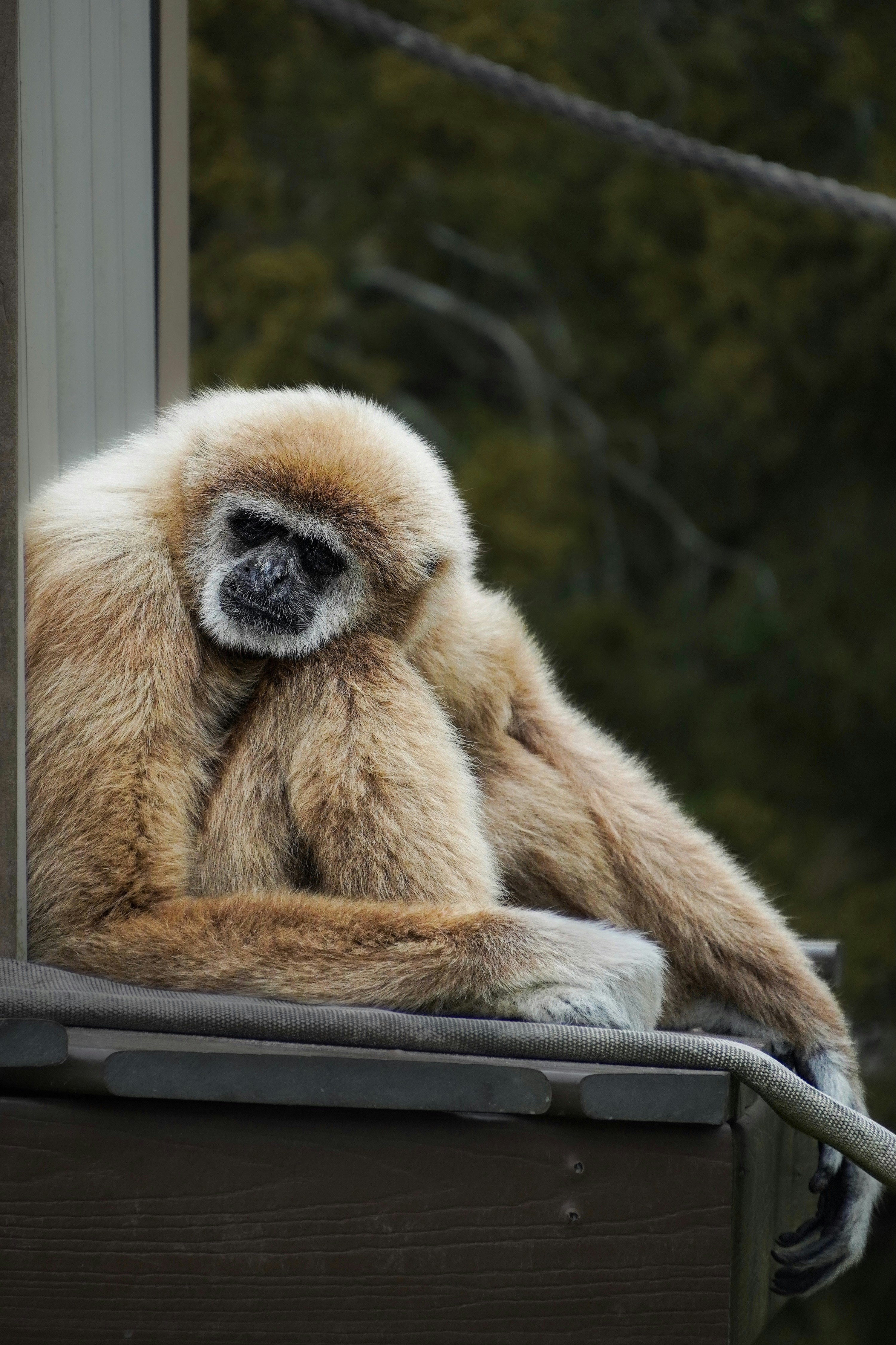 Golden Gibbon Reclines by the Window
