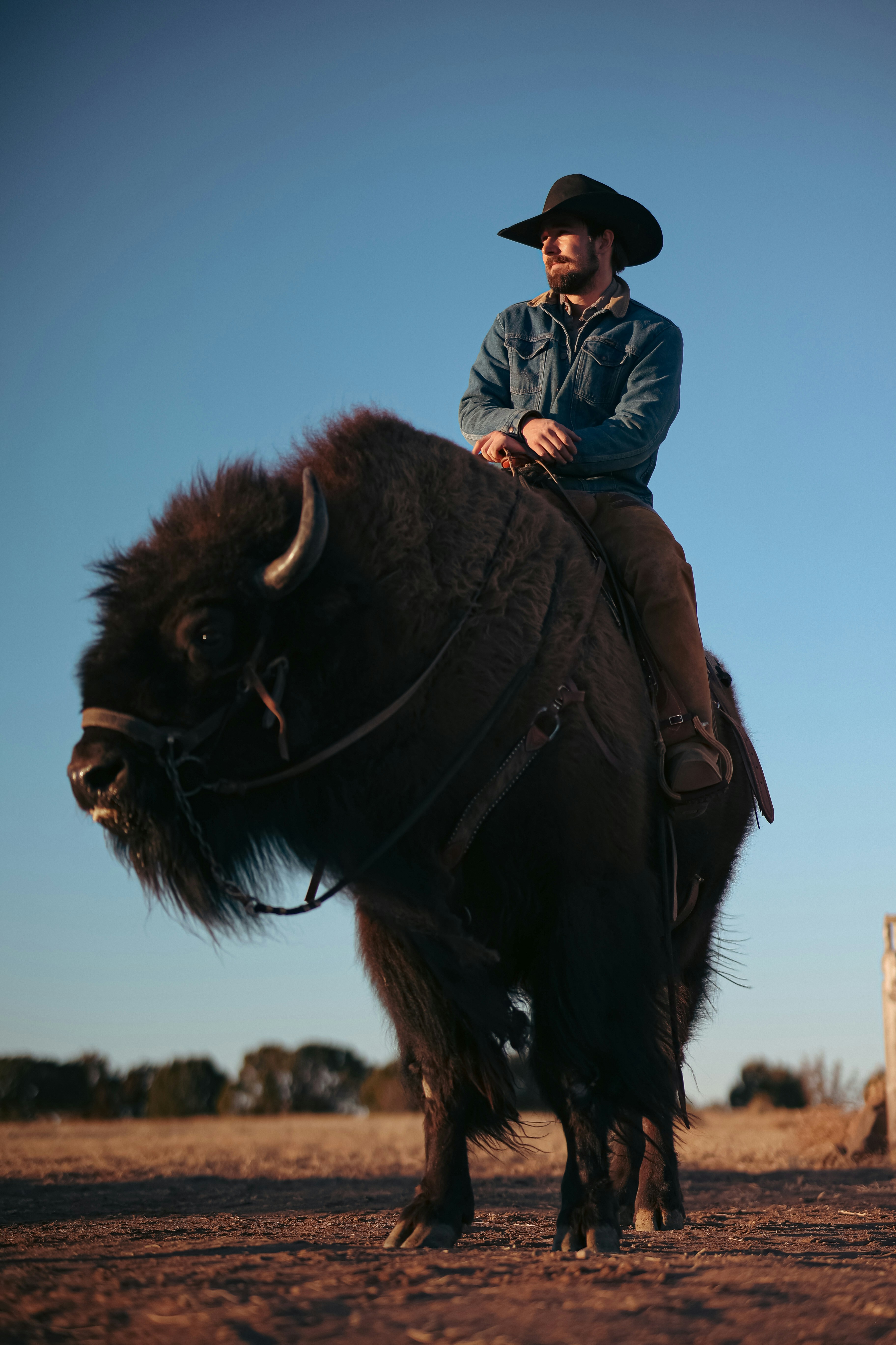 Cowboy rides a bison under a clear, blue sky. photo – Free Portrait ...
