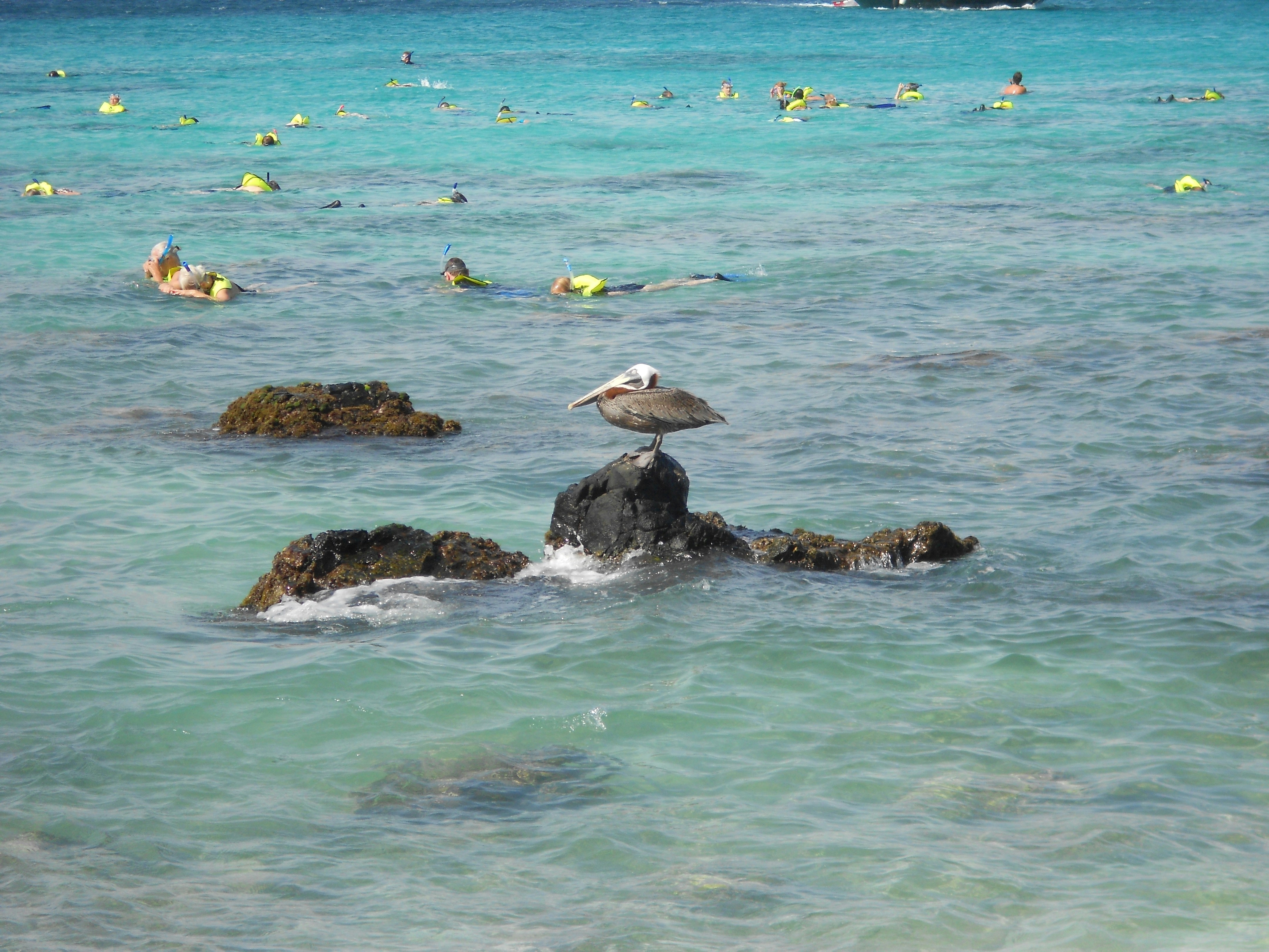 Pelican perched on a rock surrounded by turquoise water and snorkelers.