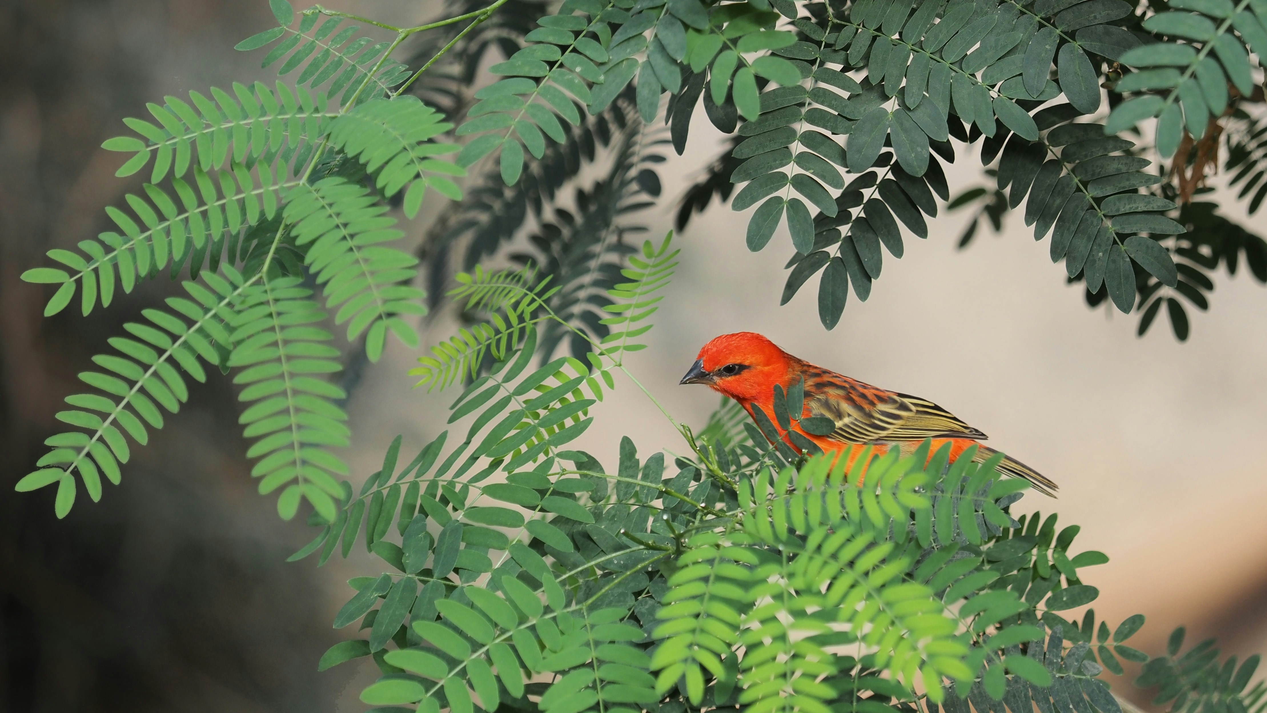 Crimson Warbler Nestled Beneath Verdant Fronds