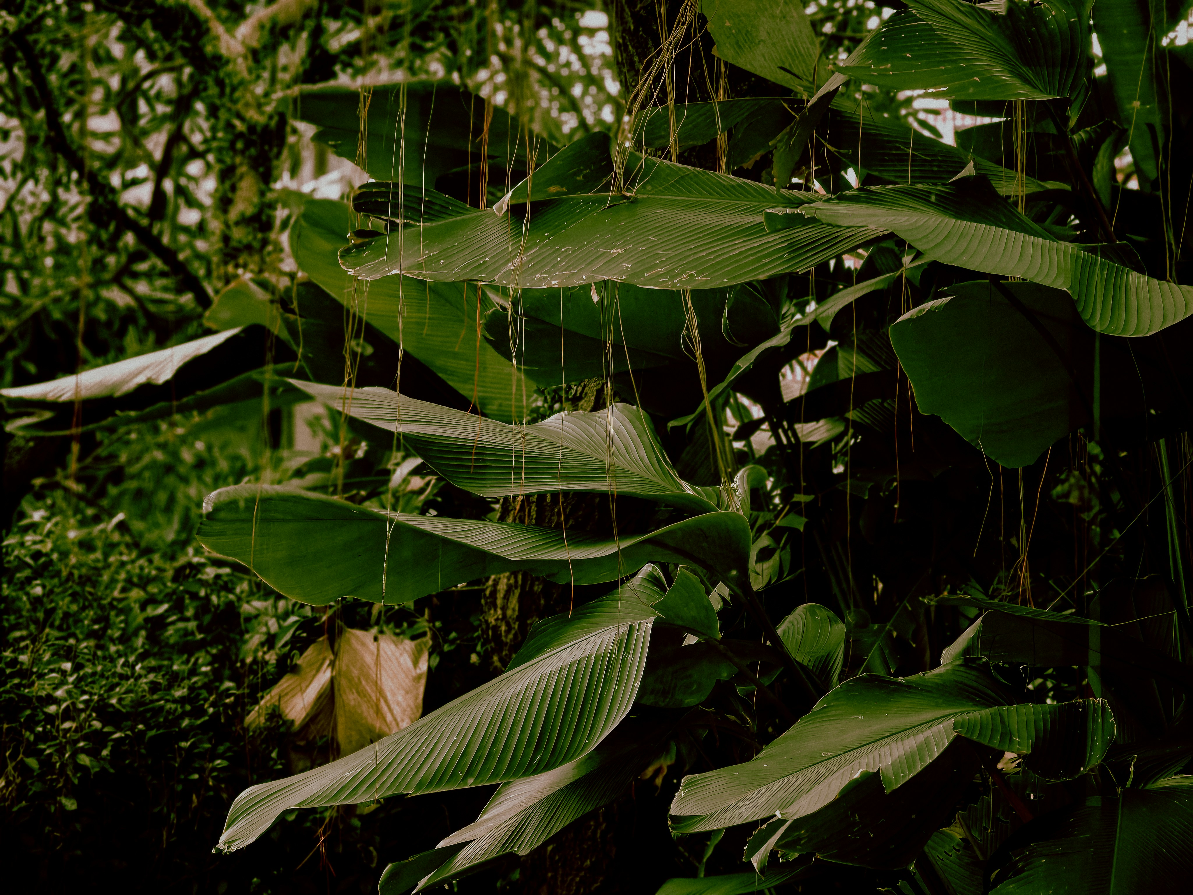 Lush green leaves with delicate vines in a dense forest setting.