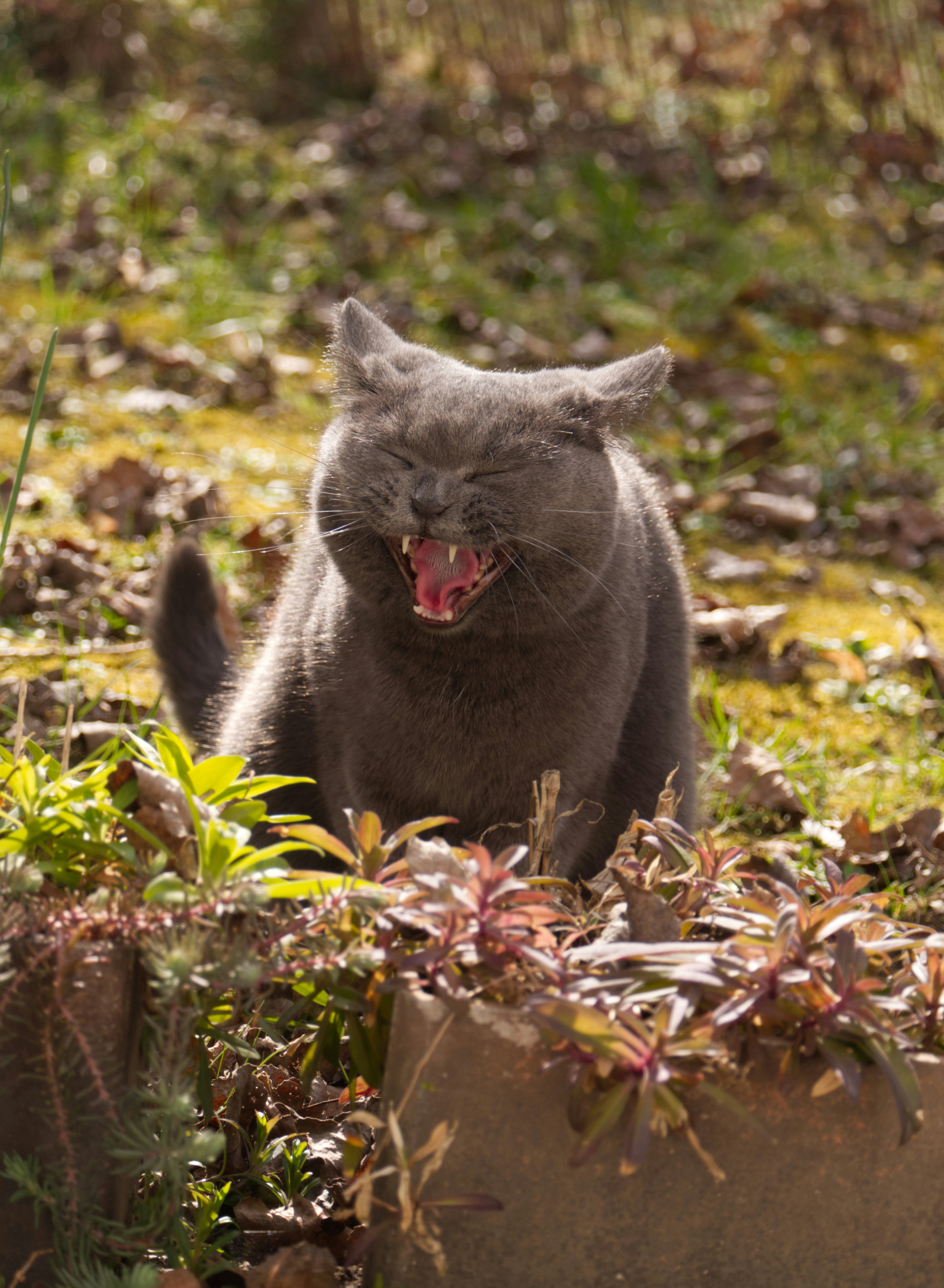 My kittie isn't in the mood for pictures.