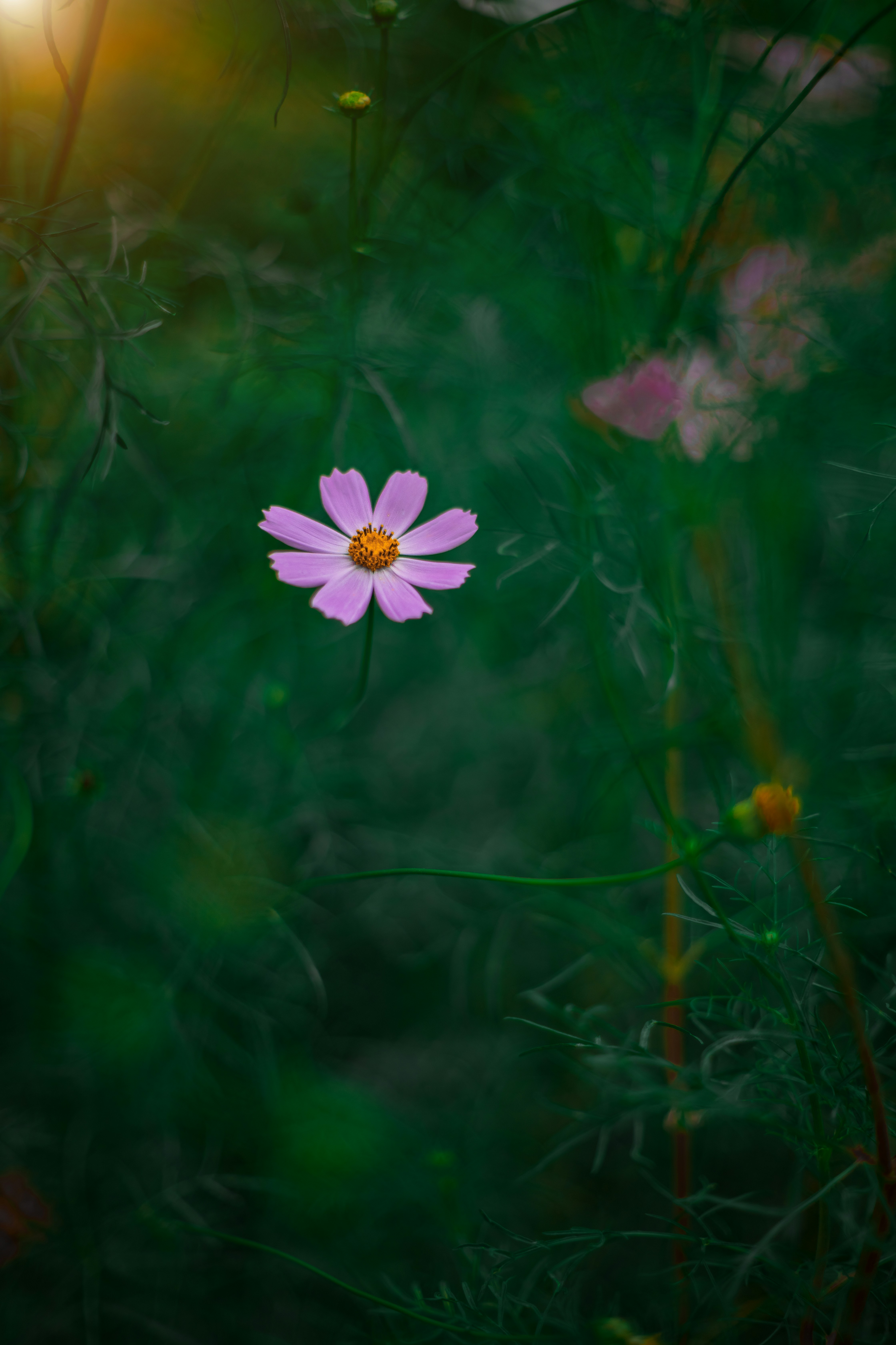 A beautiful pink flower blooms amidst greenery. photo – Free Background ...
