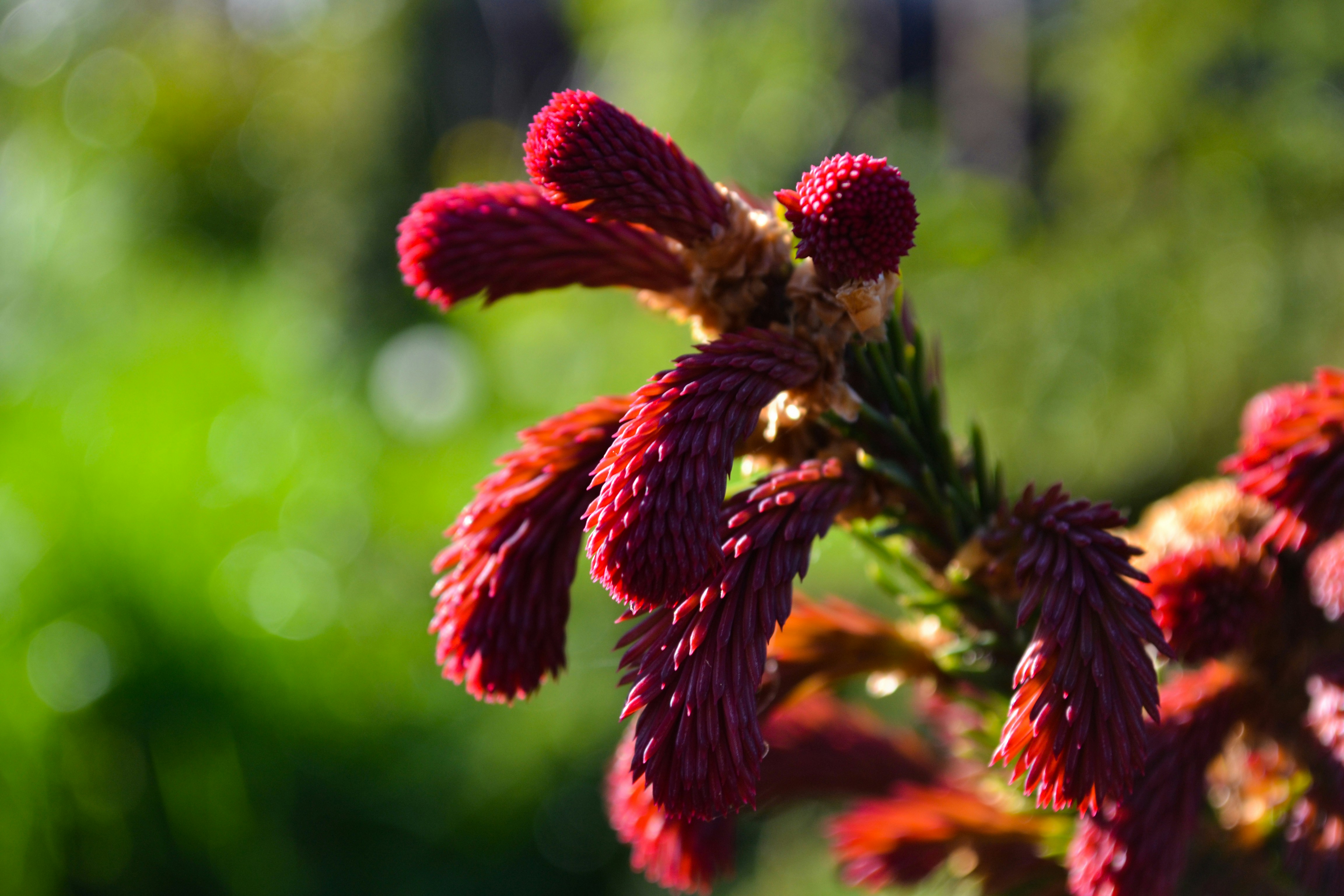 Crimson Velvet Catkins Bathed in Spring Sunlight