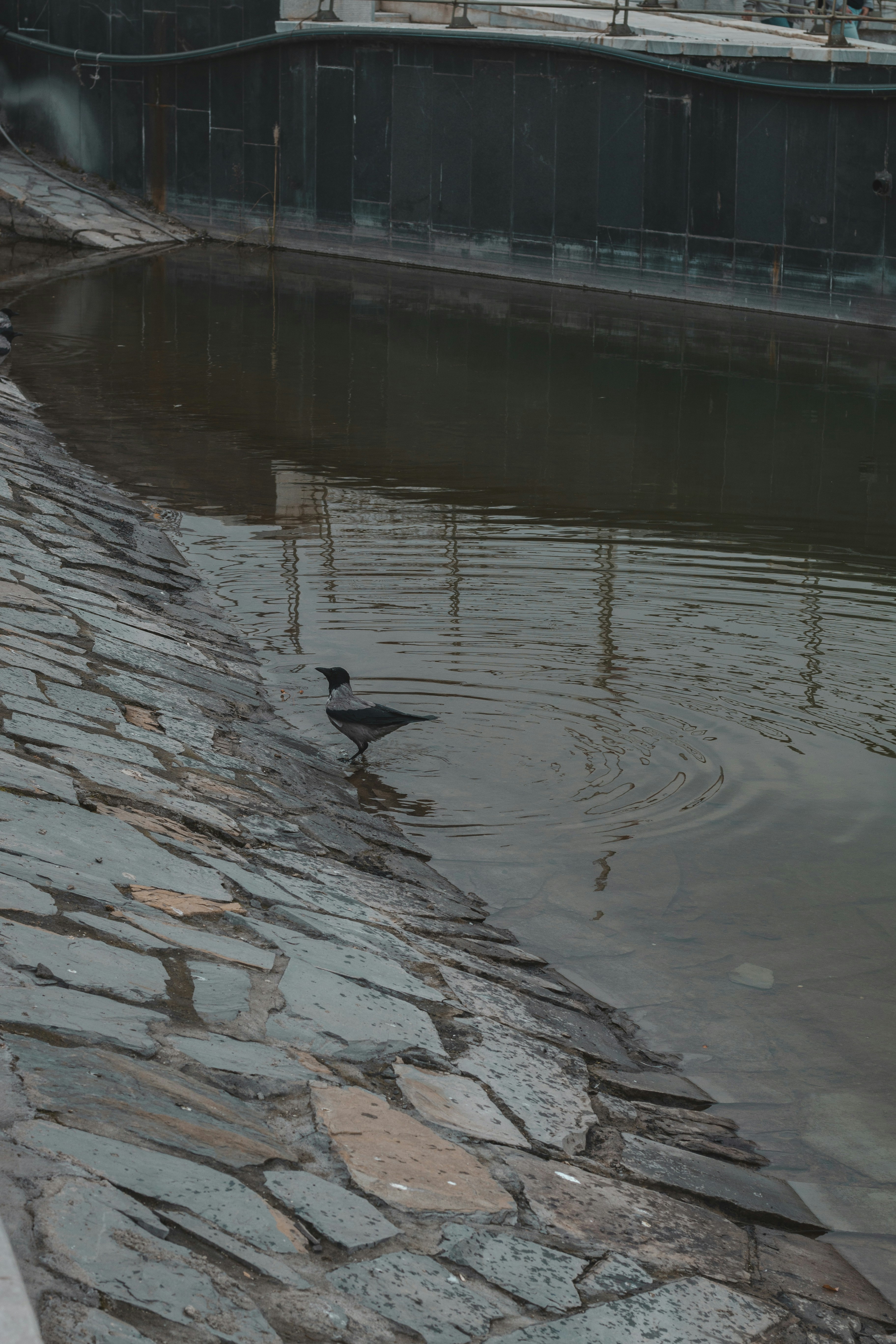 Wharfside Solitude: a lone waterbird at the stone embankment