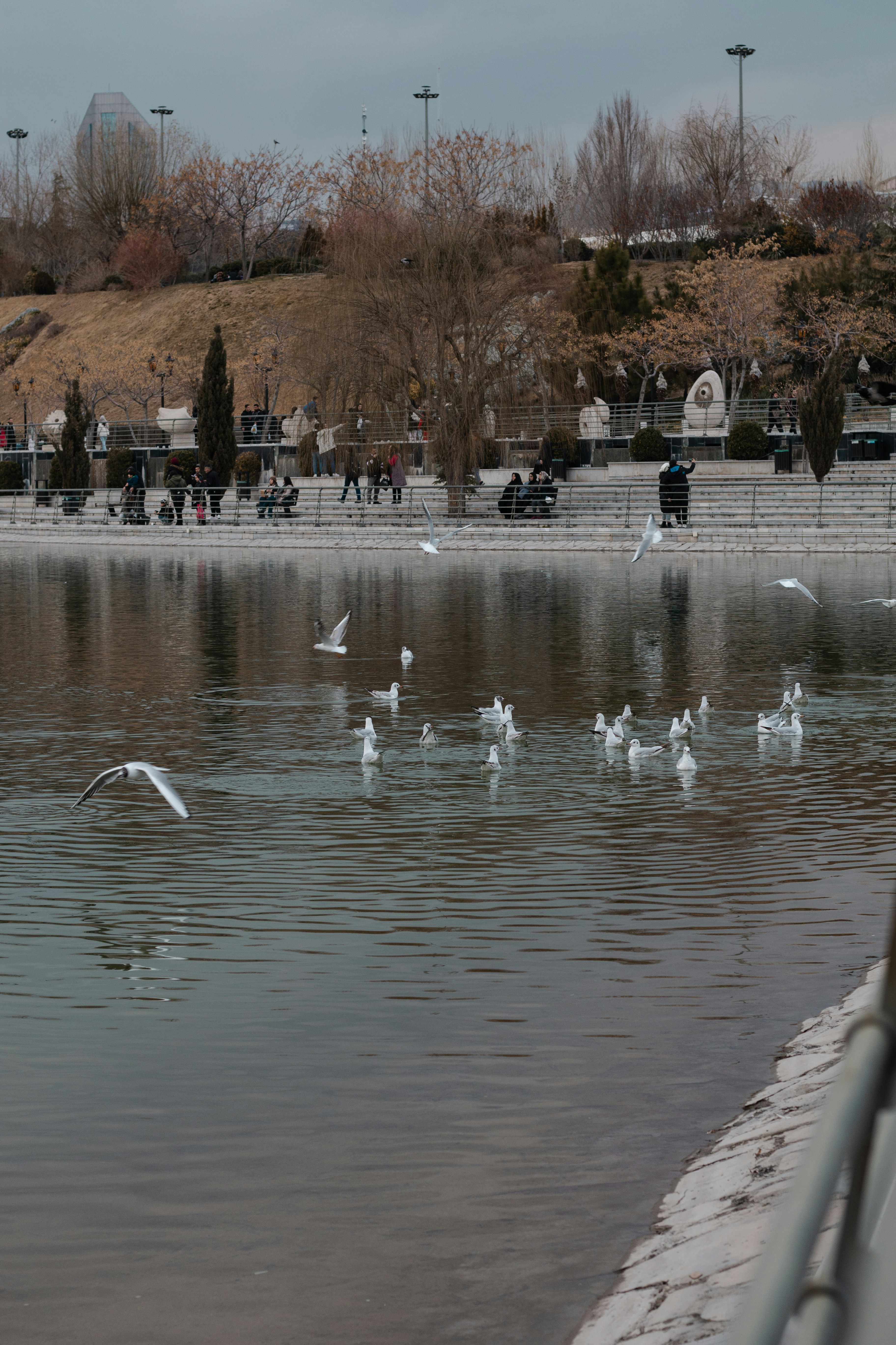 Feeding Fleet: Seabirds at Rest by the Riverside Boardwalk