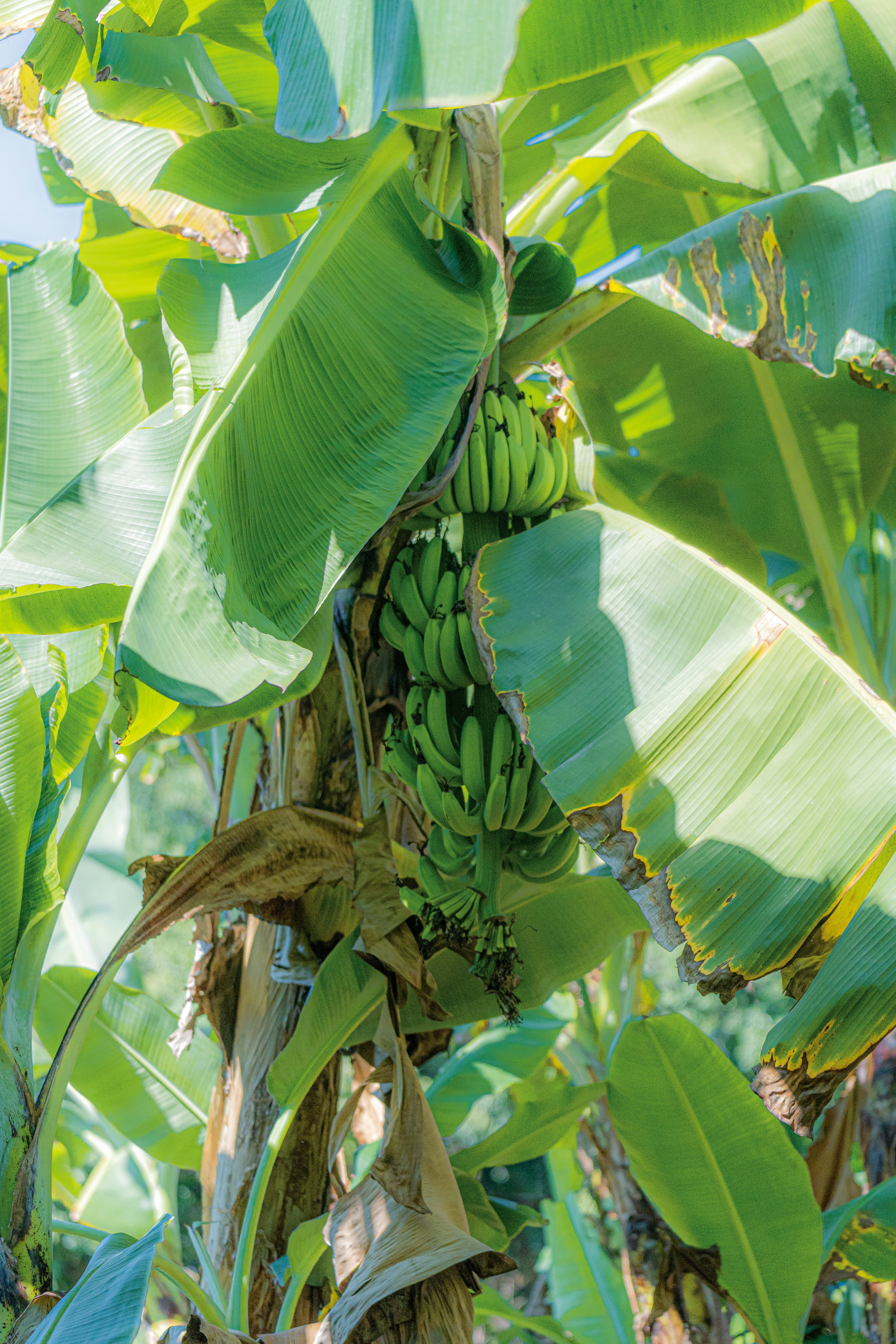 Emerald Banana Cluster Nestled in a Sunlit Tropical Canopy