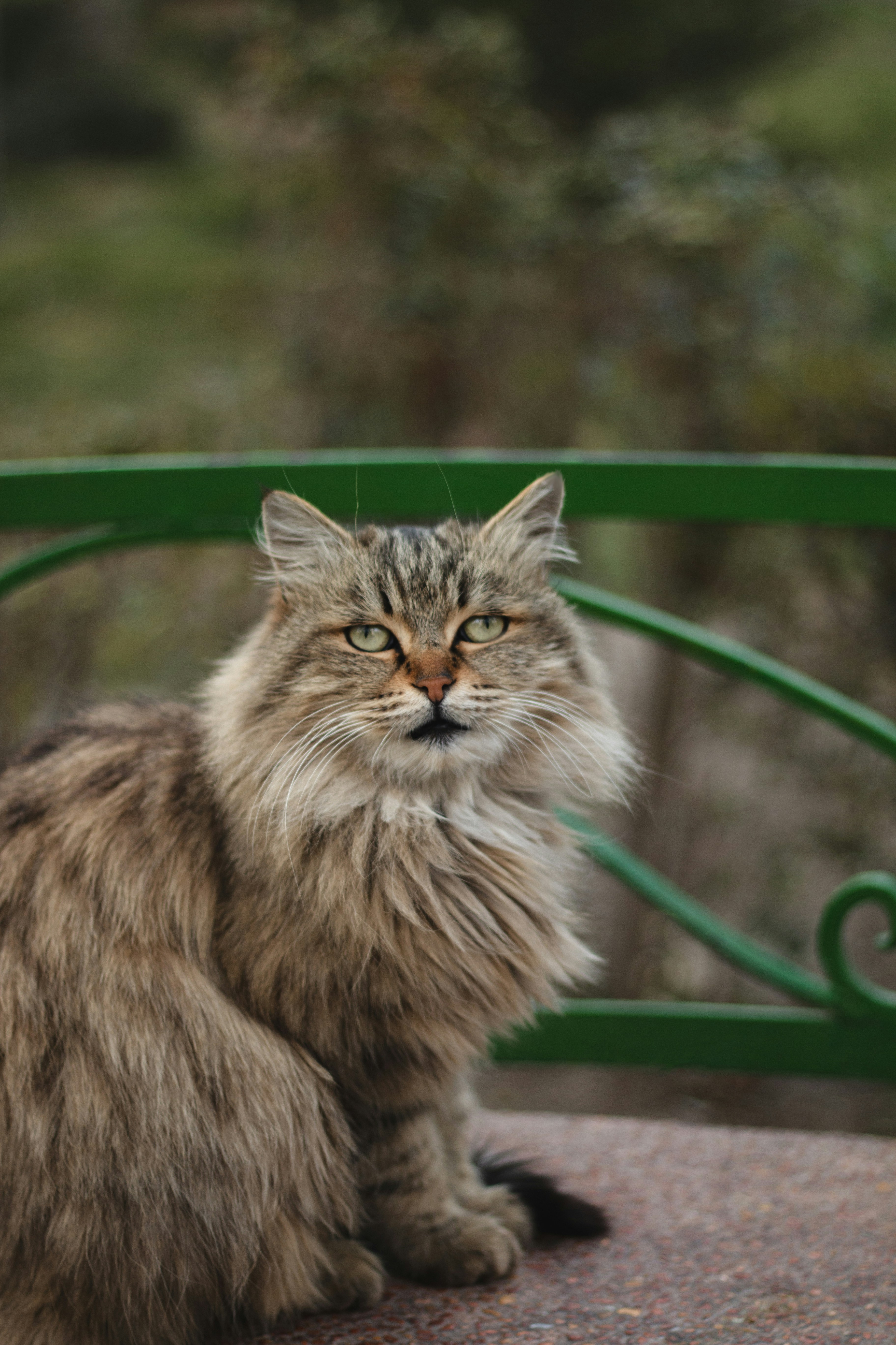 Verdant Backdrop, Resolute Gaze: A Fluffy Maine Coon on a Garden Railing