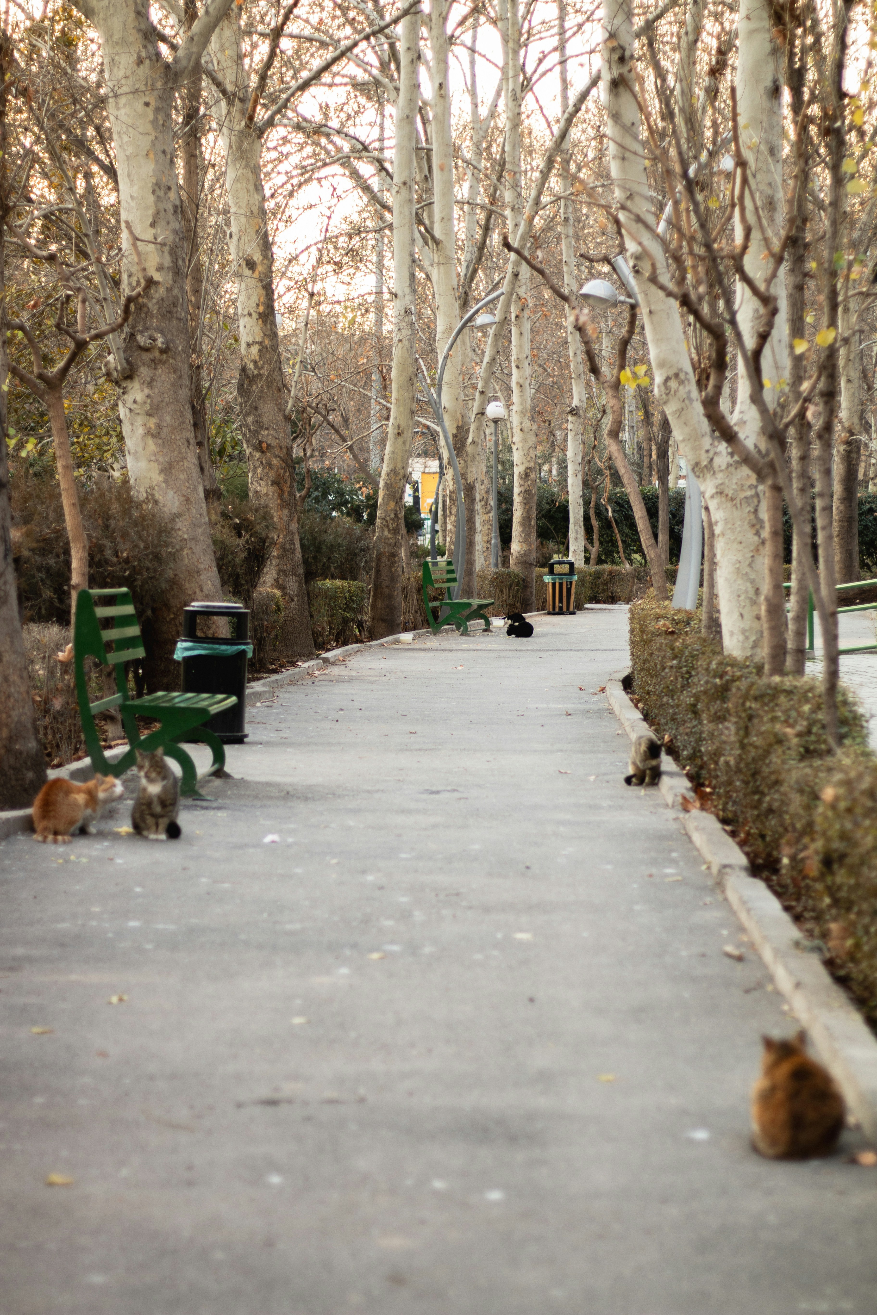 Cats at the Quiet Park Path