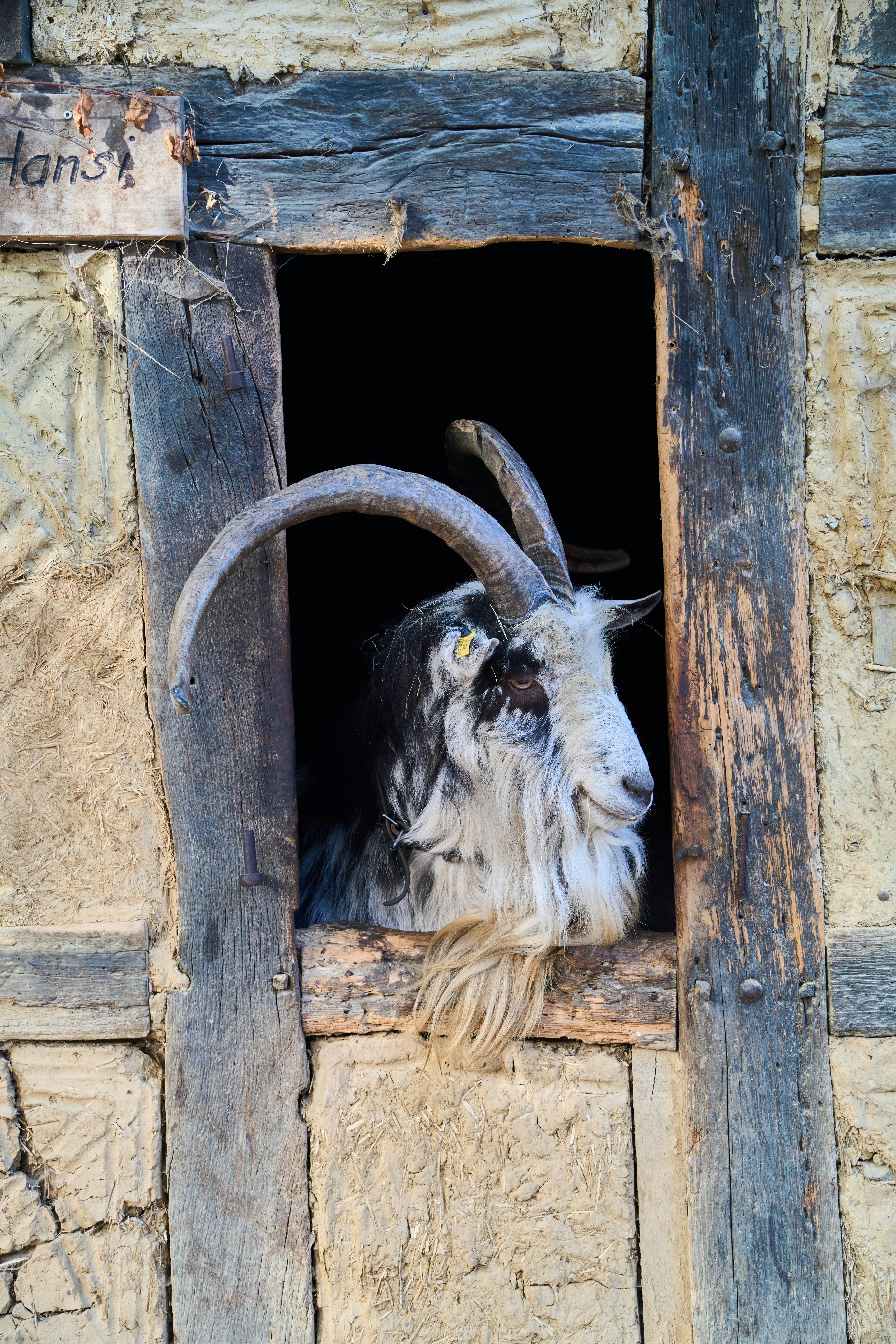 Goat in a Weathered Window: A Quiet Look from the Stable Door