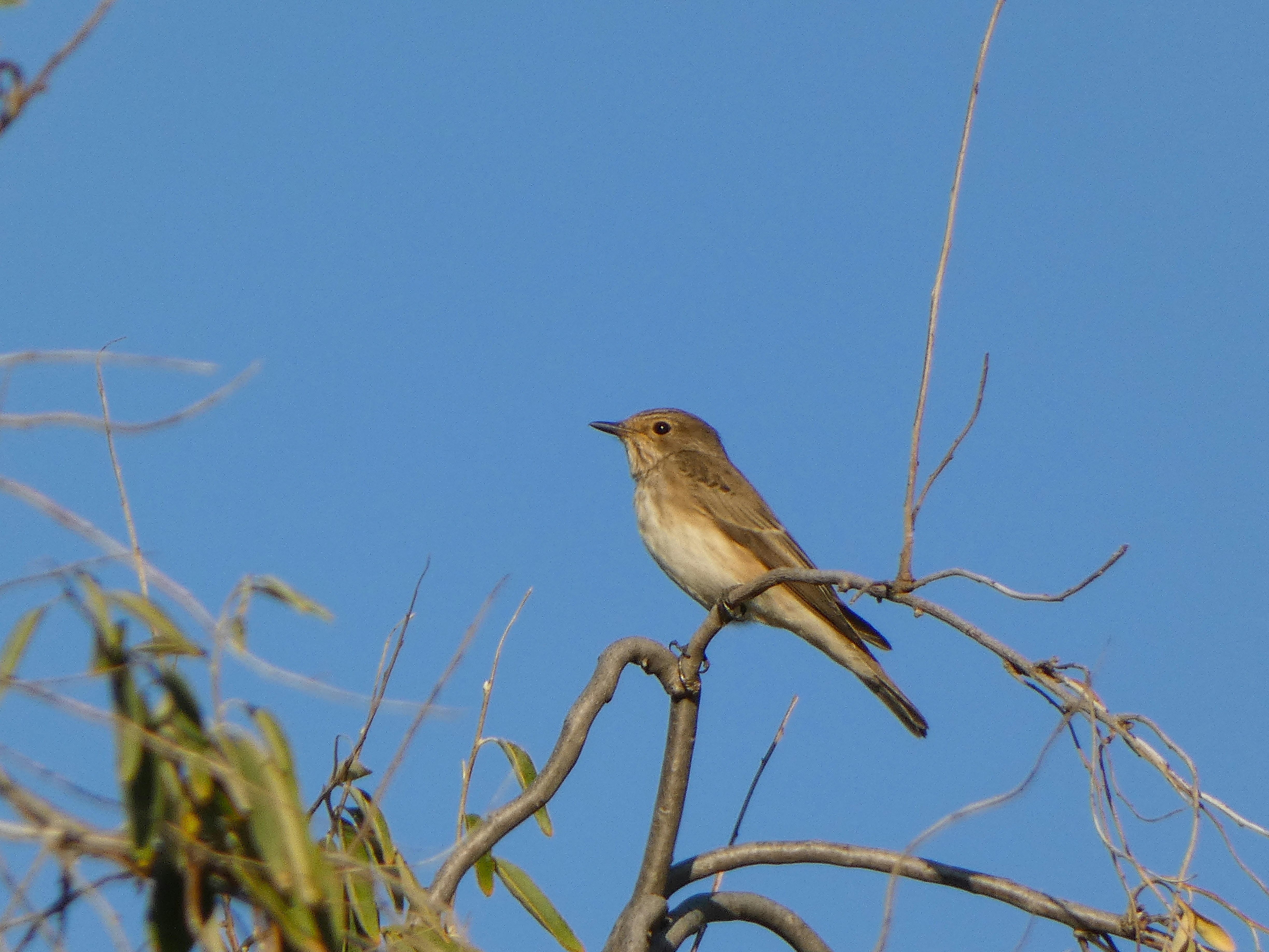 A bird perched on a branch against a blue sky.
