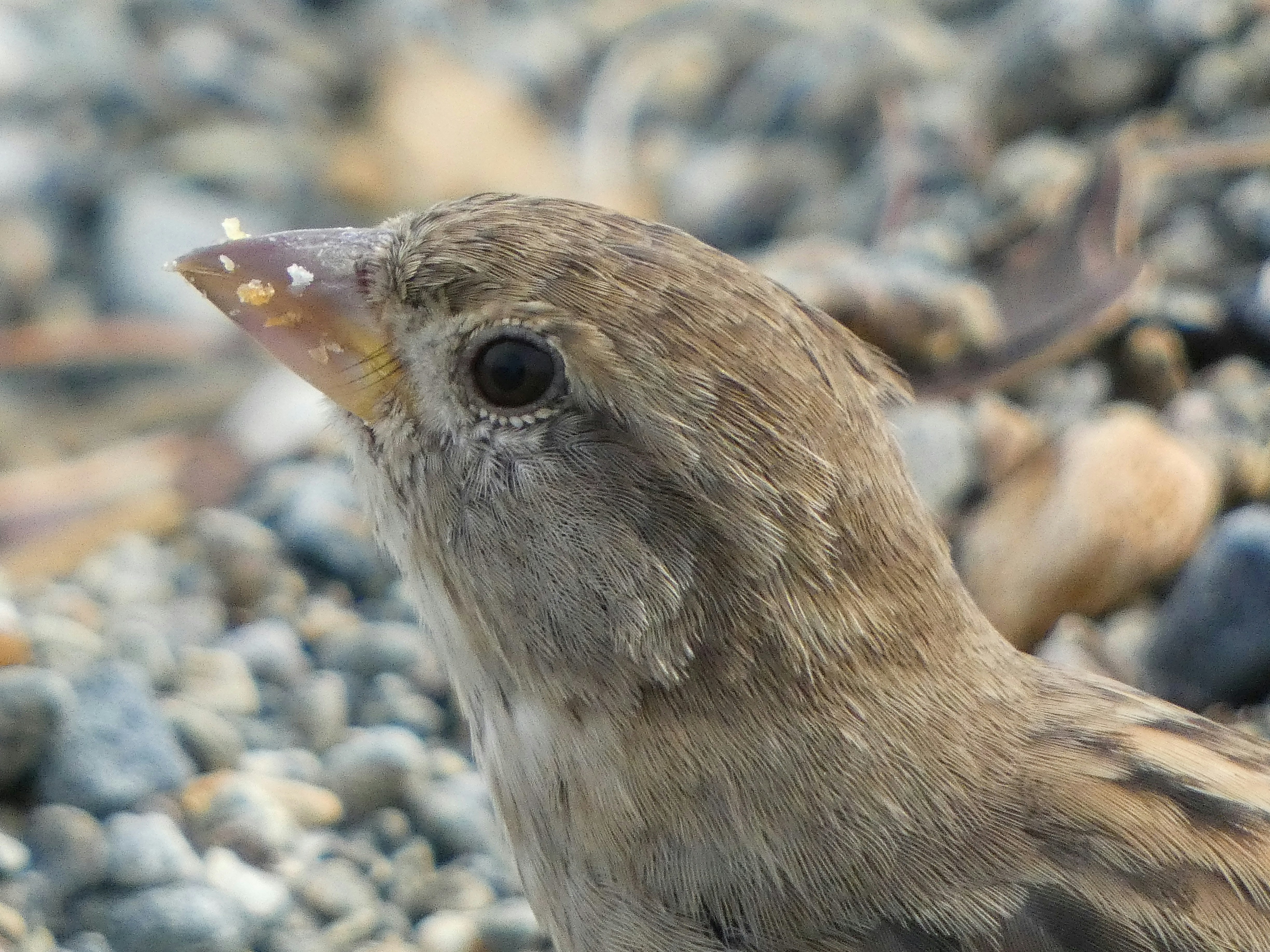 Pebble-Trail Finch: a close-up study of a sand-hued bird
