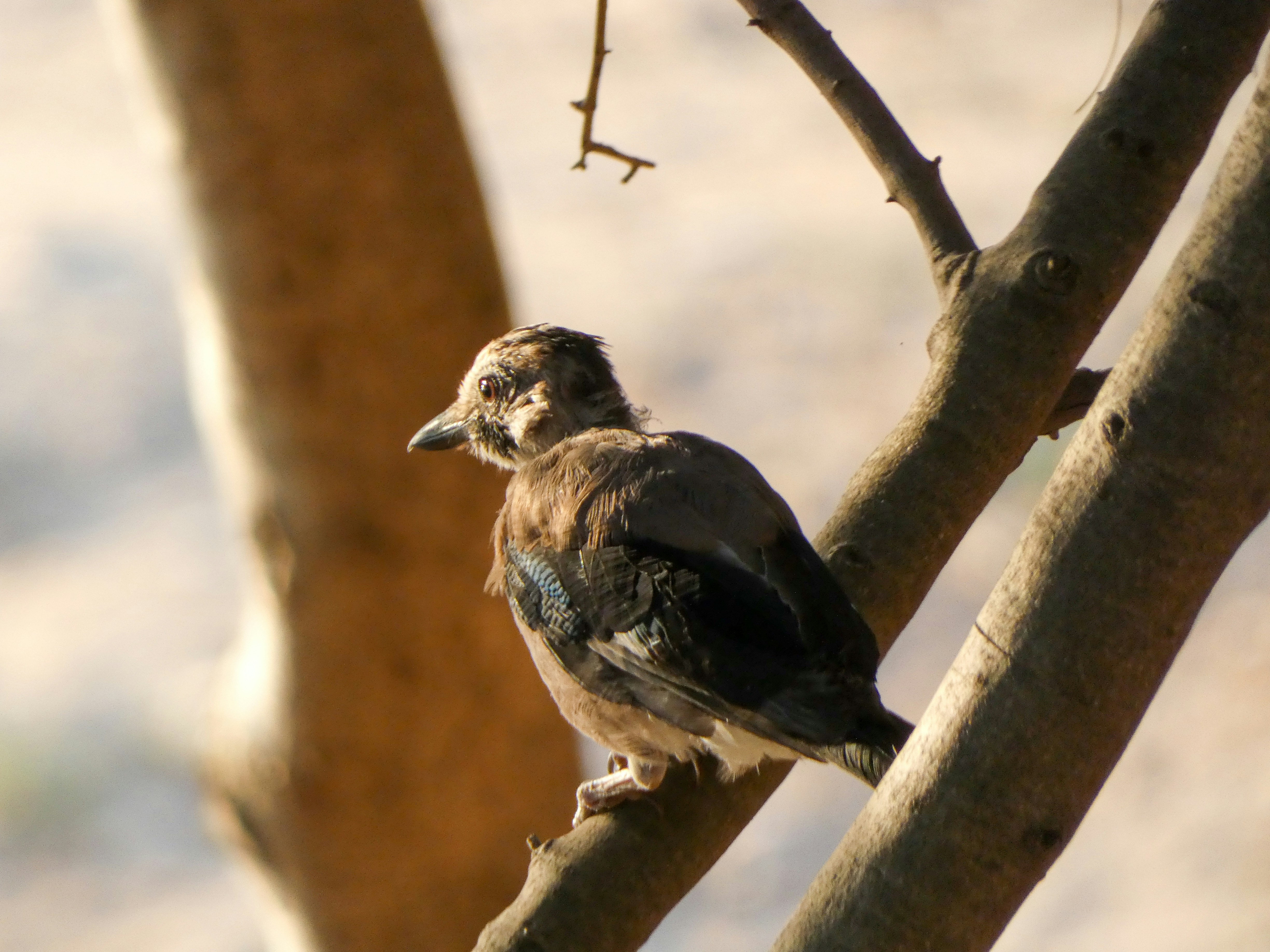 Warm Backlight on a Tiny Scout Perched Among Quiet Branches