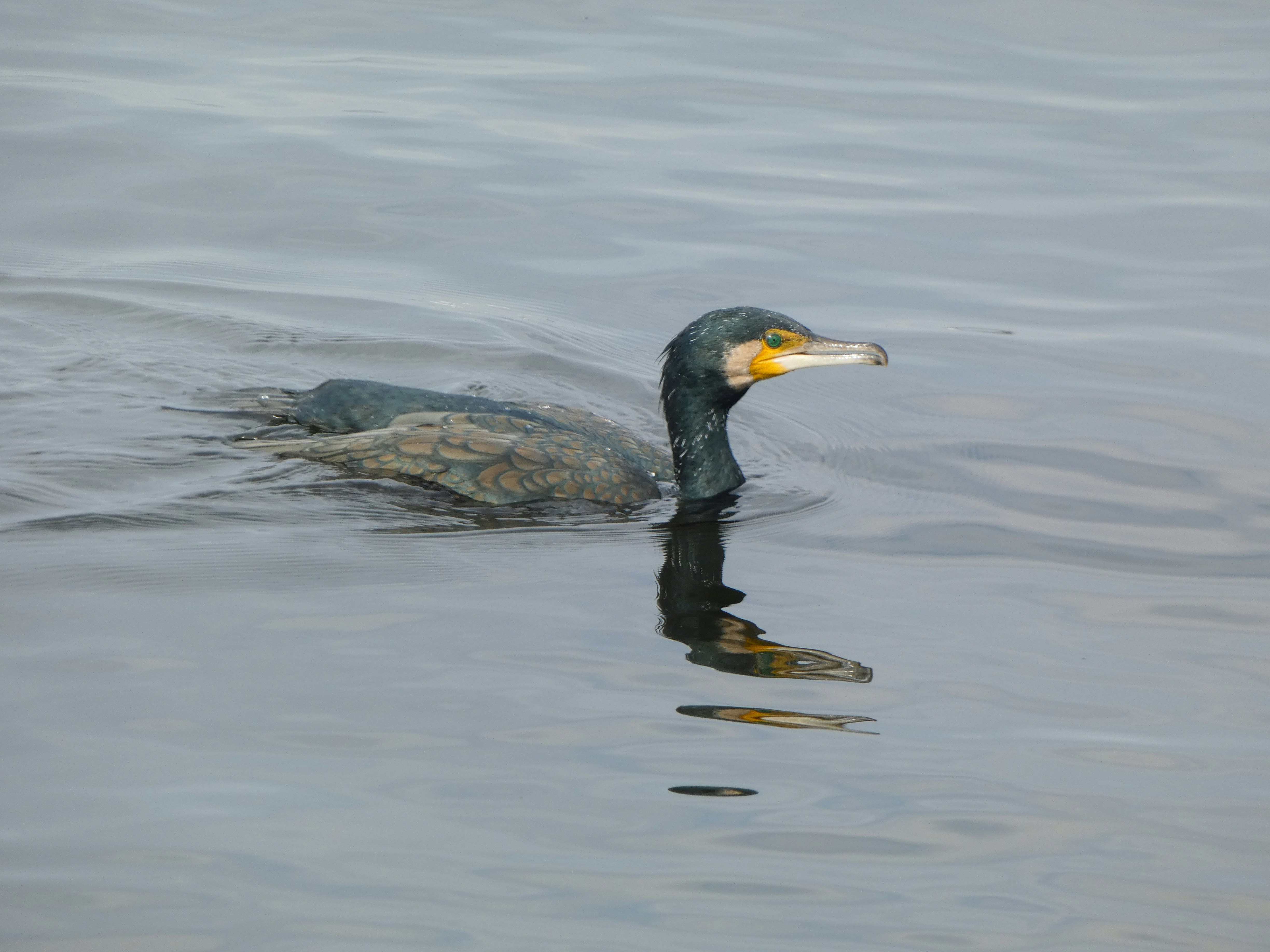 Cormorant swimming gracefully through calm waters, reflecting its form in the surface. The tranquil scene captures the essence of nature's harmony.