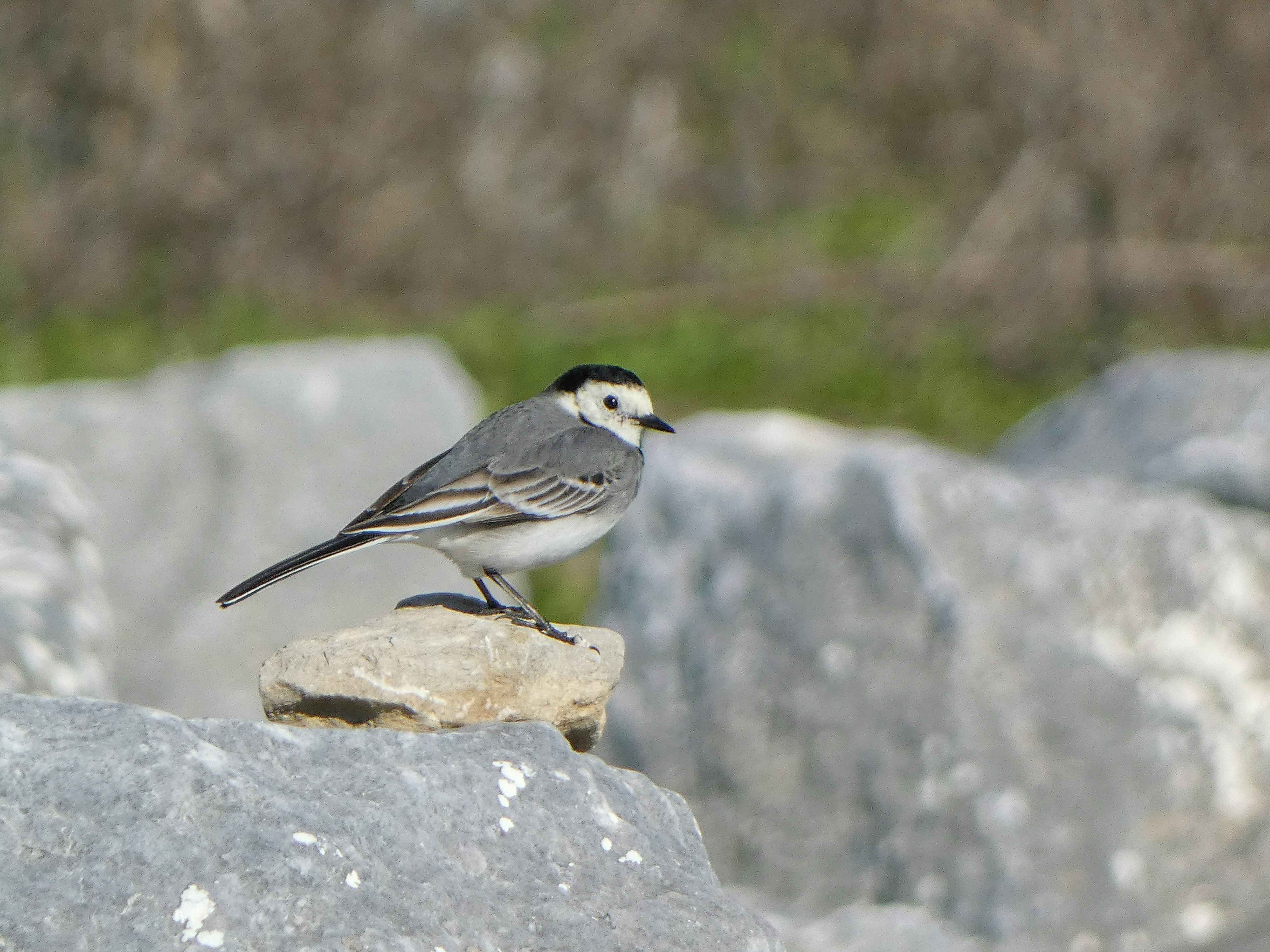 Granite Stage: A White Wagtail Perches on Coastal Rocks
