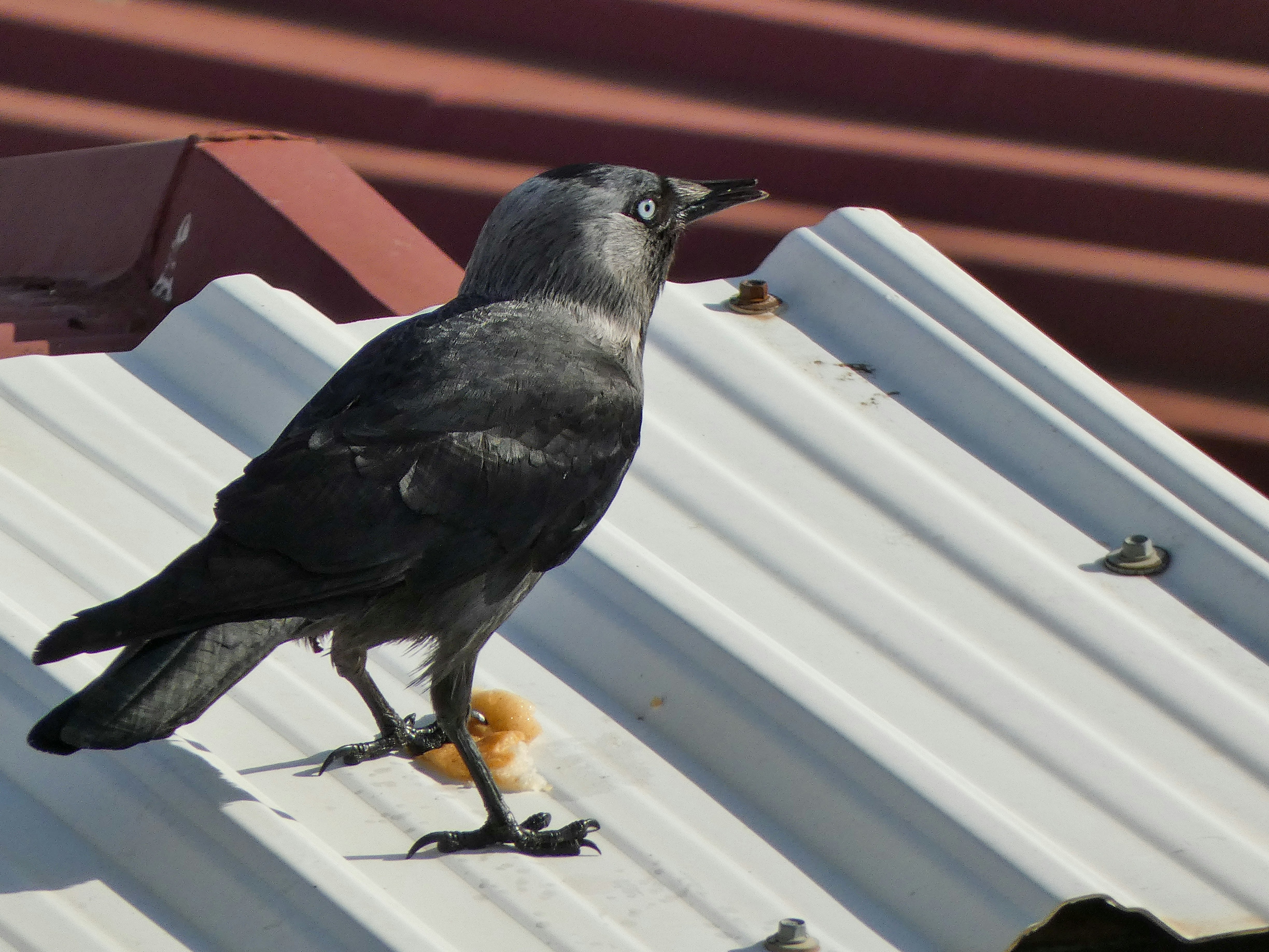 A crow is perched on a metal roof.