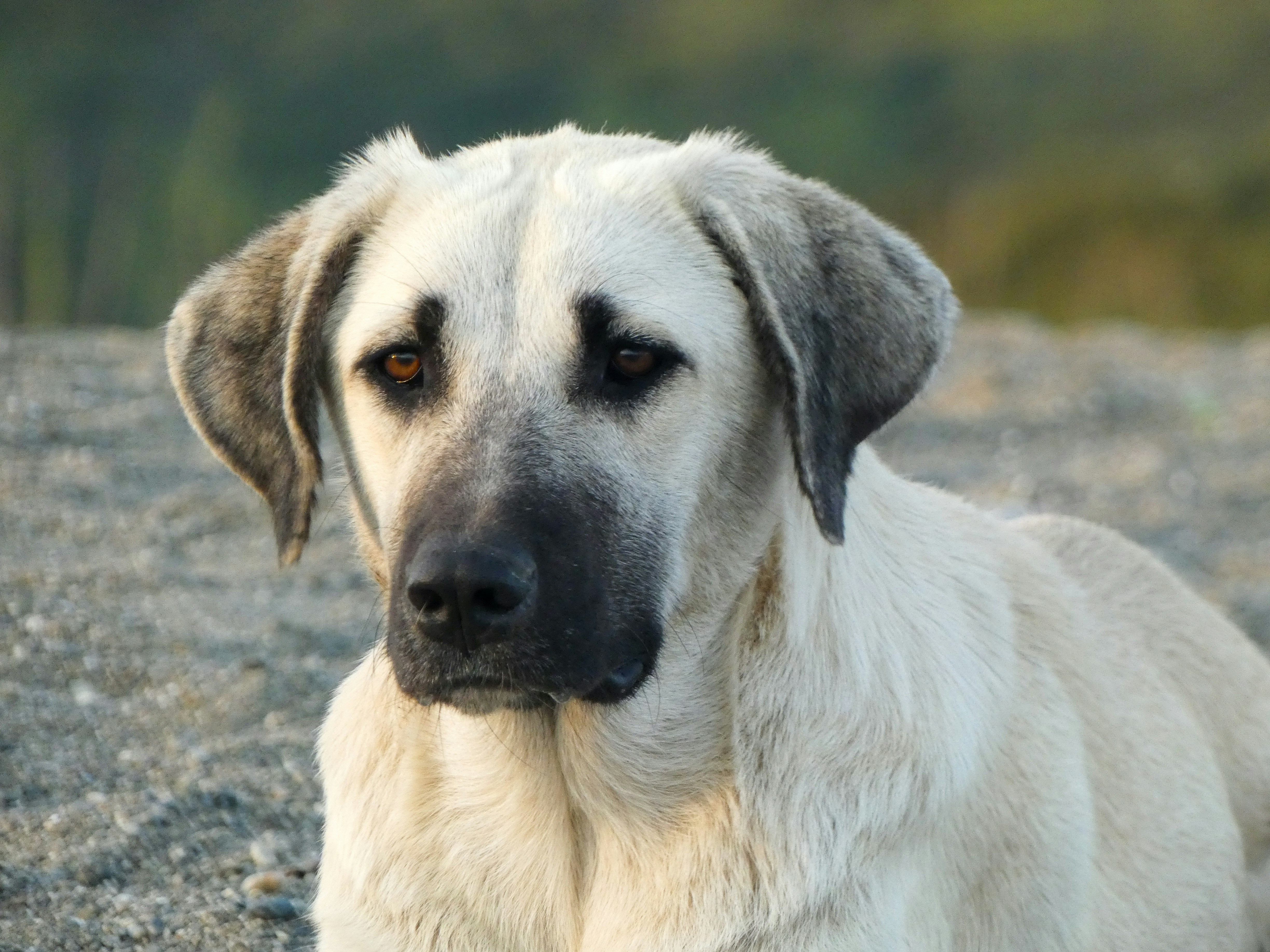 Close-up of a light-colored dog with expressive eyes, resting on a sandy surface, embodying a calm demeanor.