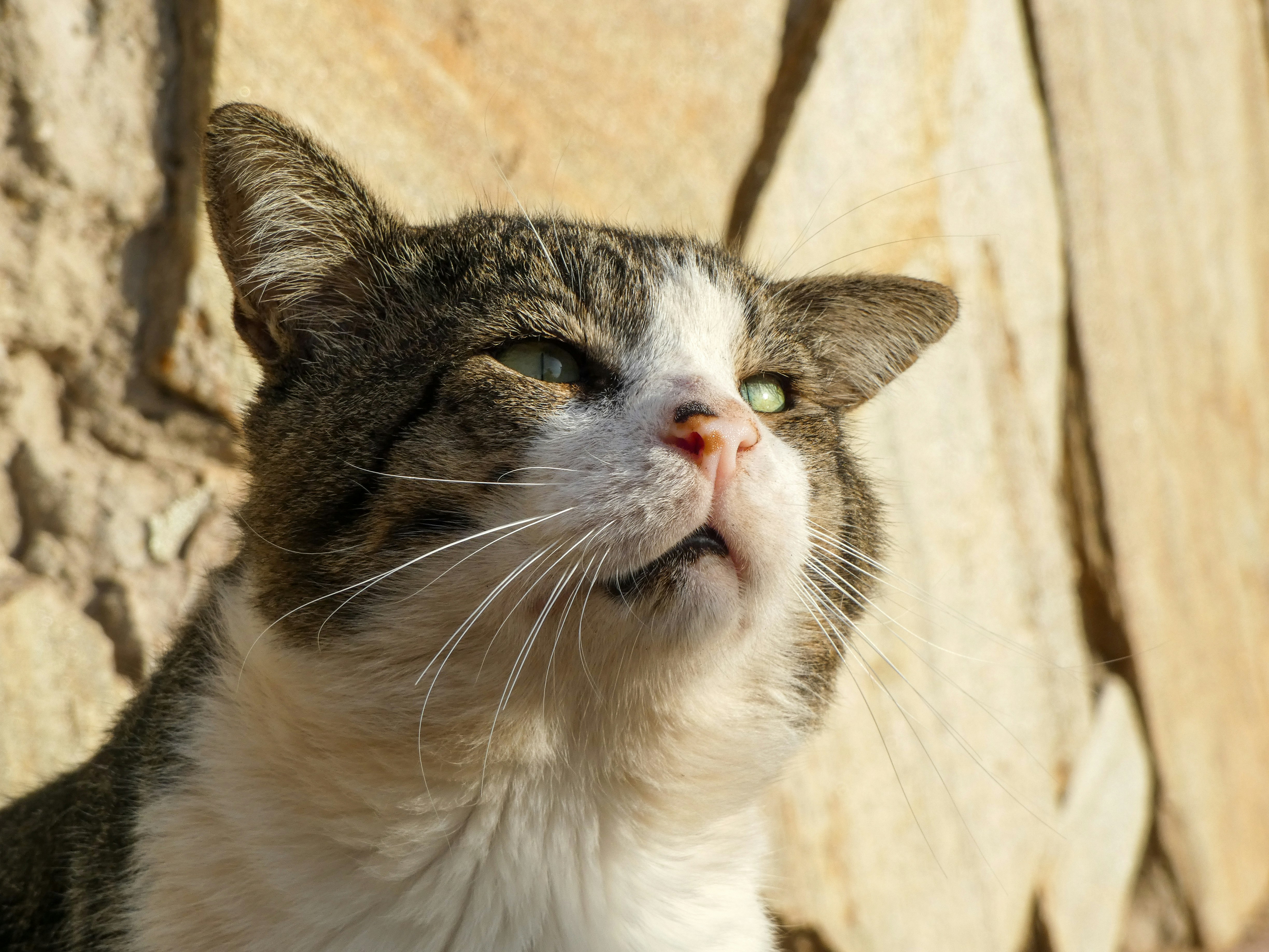 Pensive Feline Against Sunlit Stone