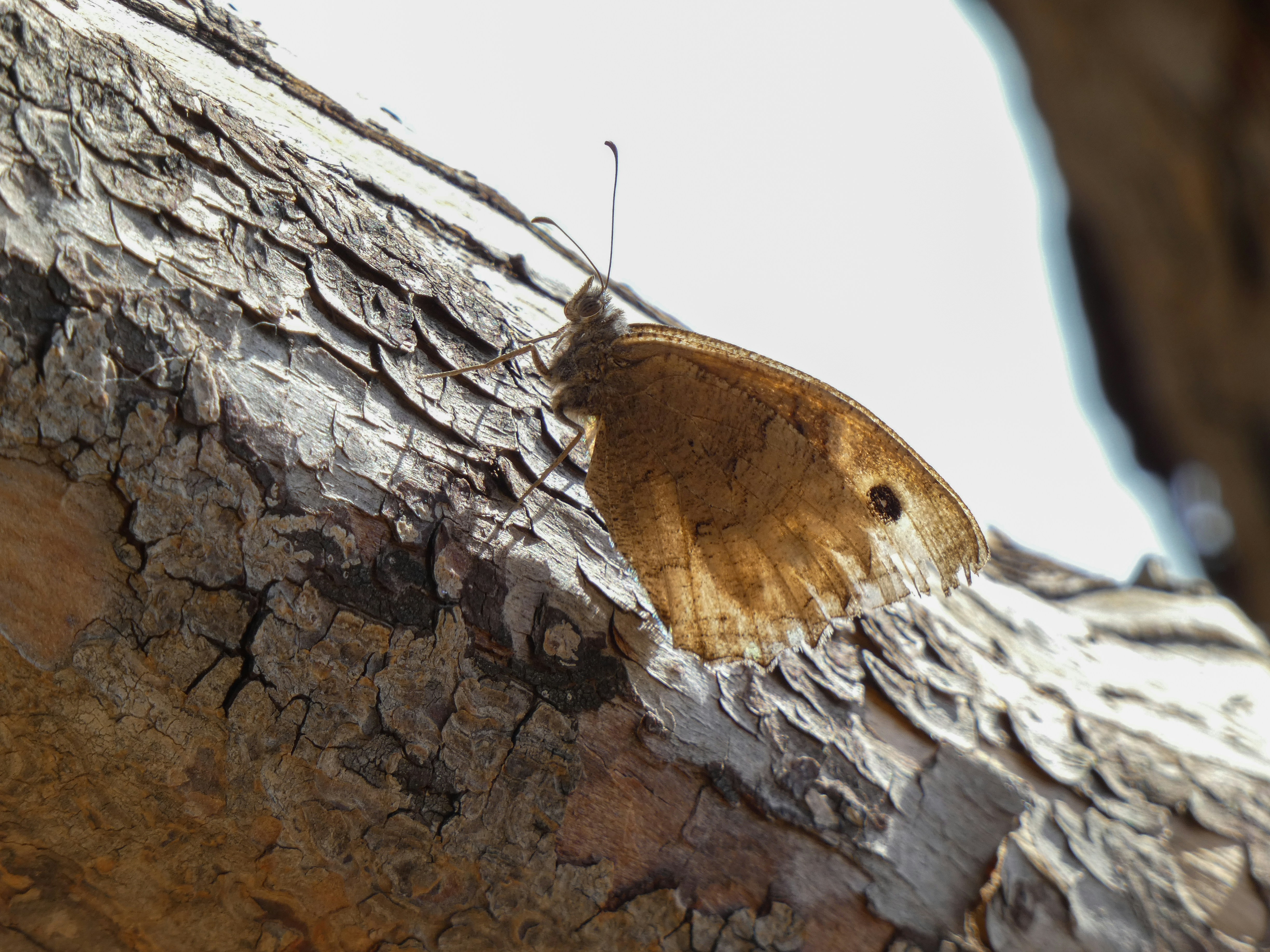 Brown butterfly on weathered bark: a quiet study in texture and light