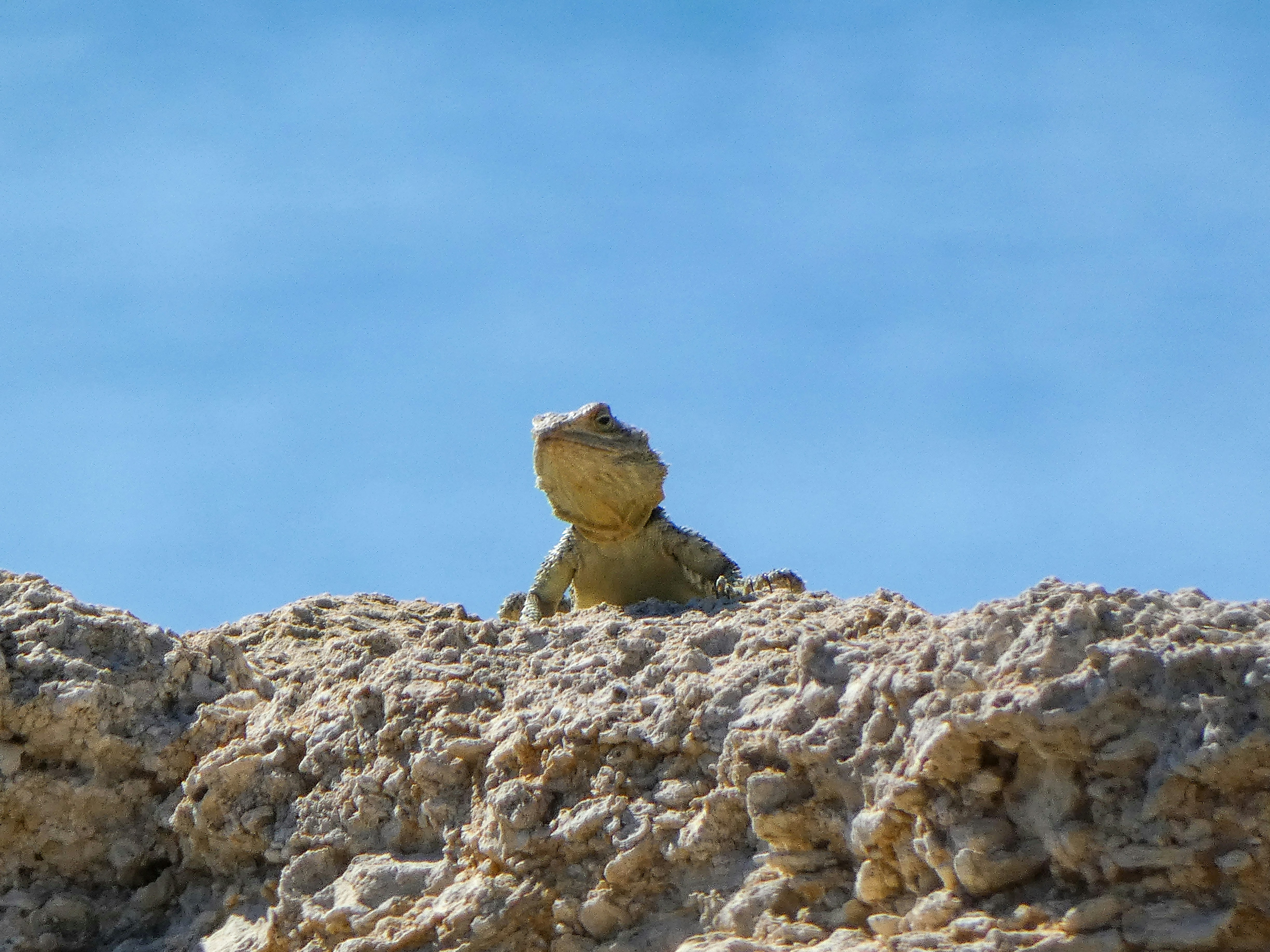 Stone Sentinel: A Lizard Commands a Sunlit Ridge Against a Vast Blue Sky