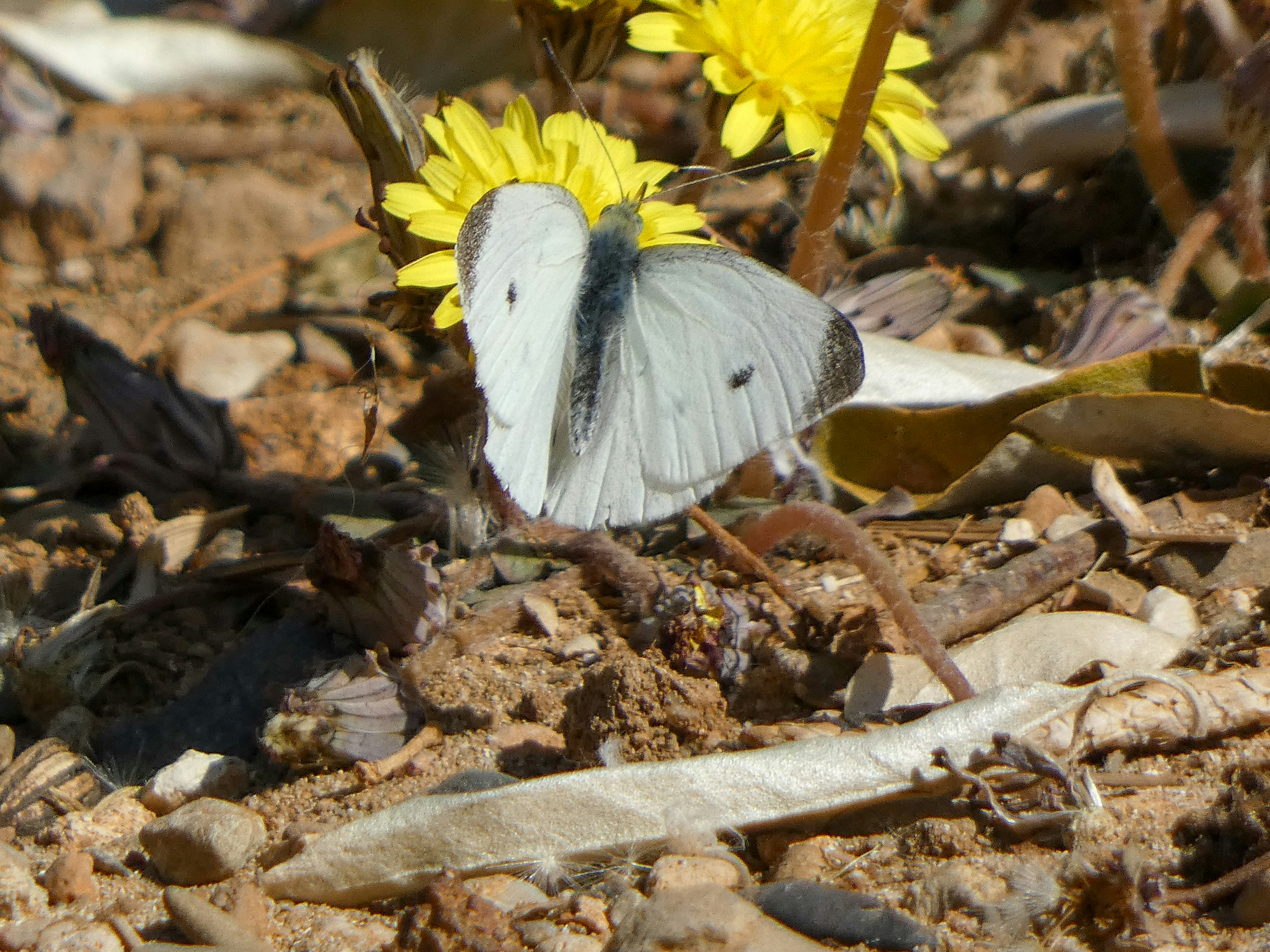 Solitary White: A butterfly resting on sun-warmed gravel among yellow blooms