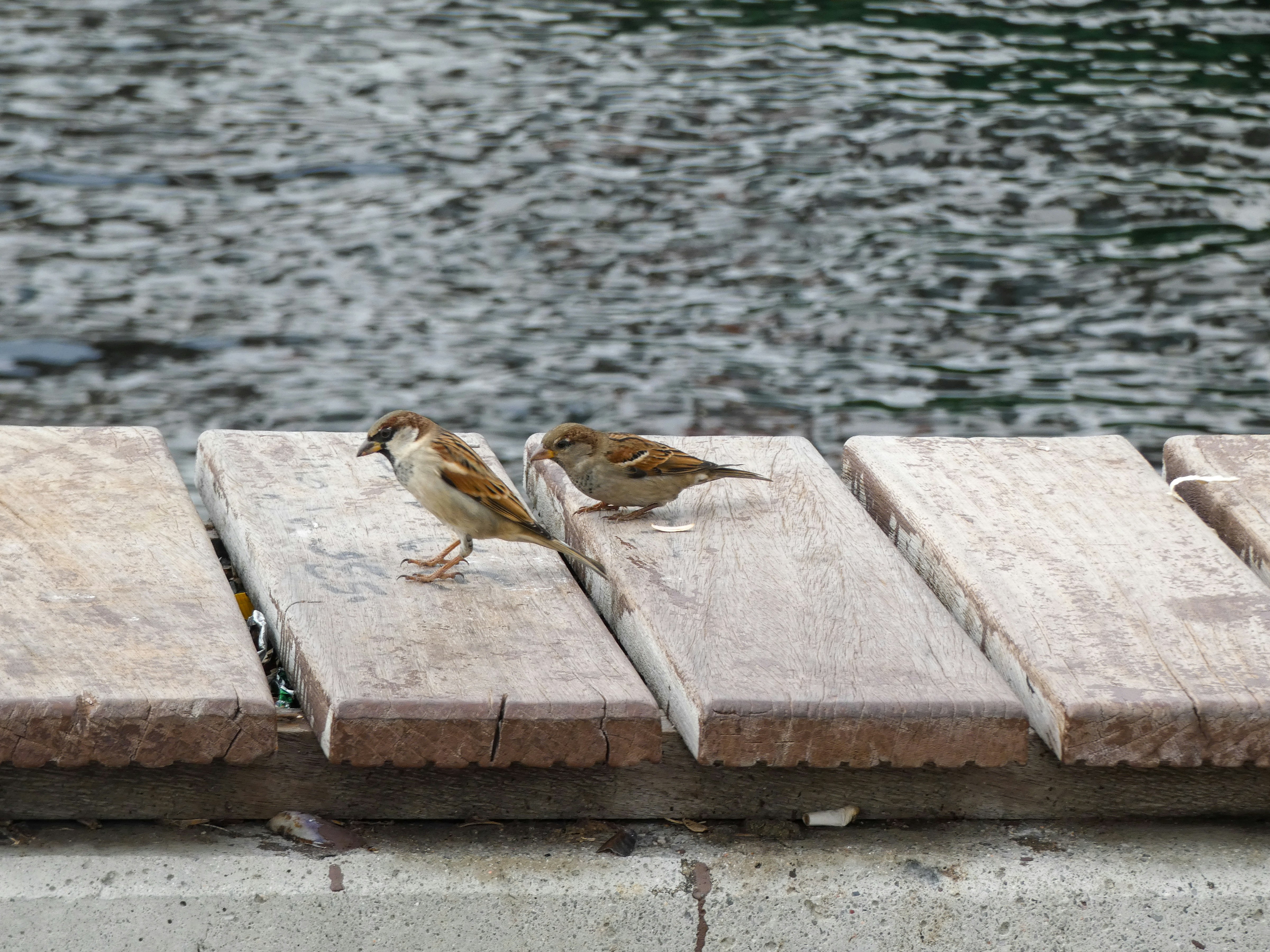 Tandem Trits on Weathered Planks by the Water