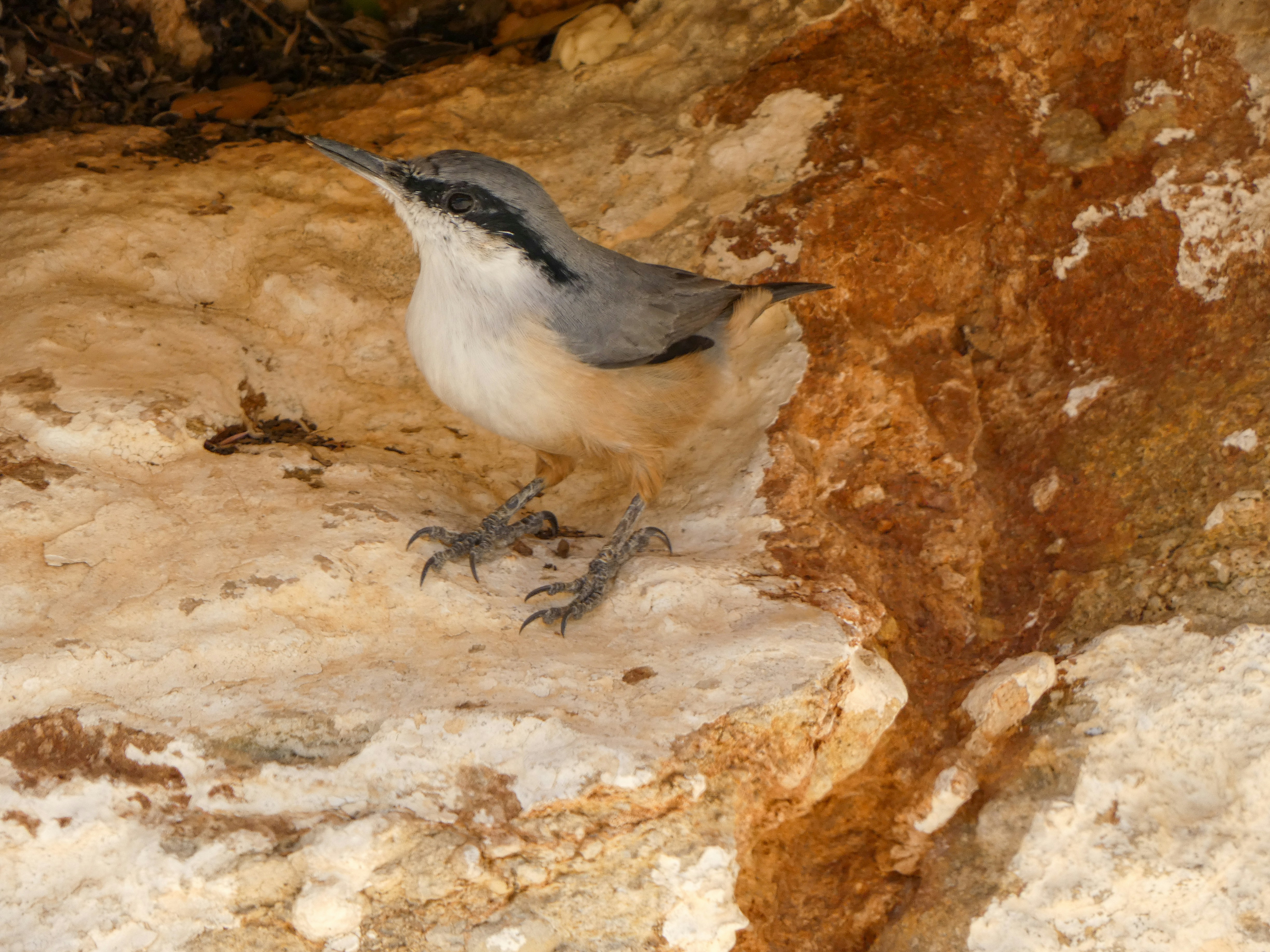 Grey-backed Nuthatch on a Rust-tinged Crag