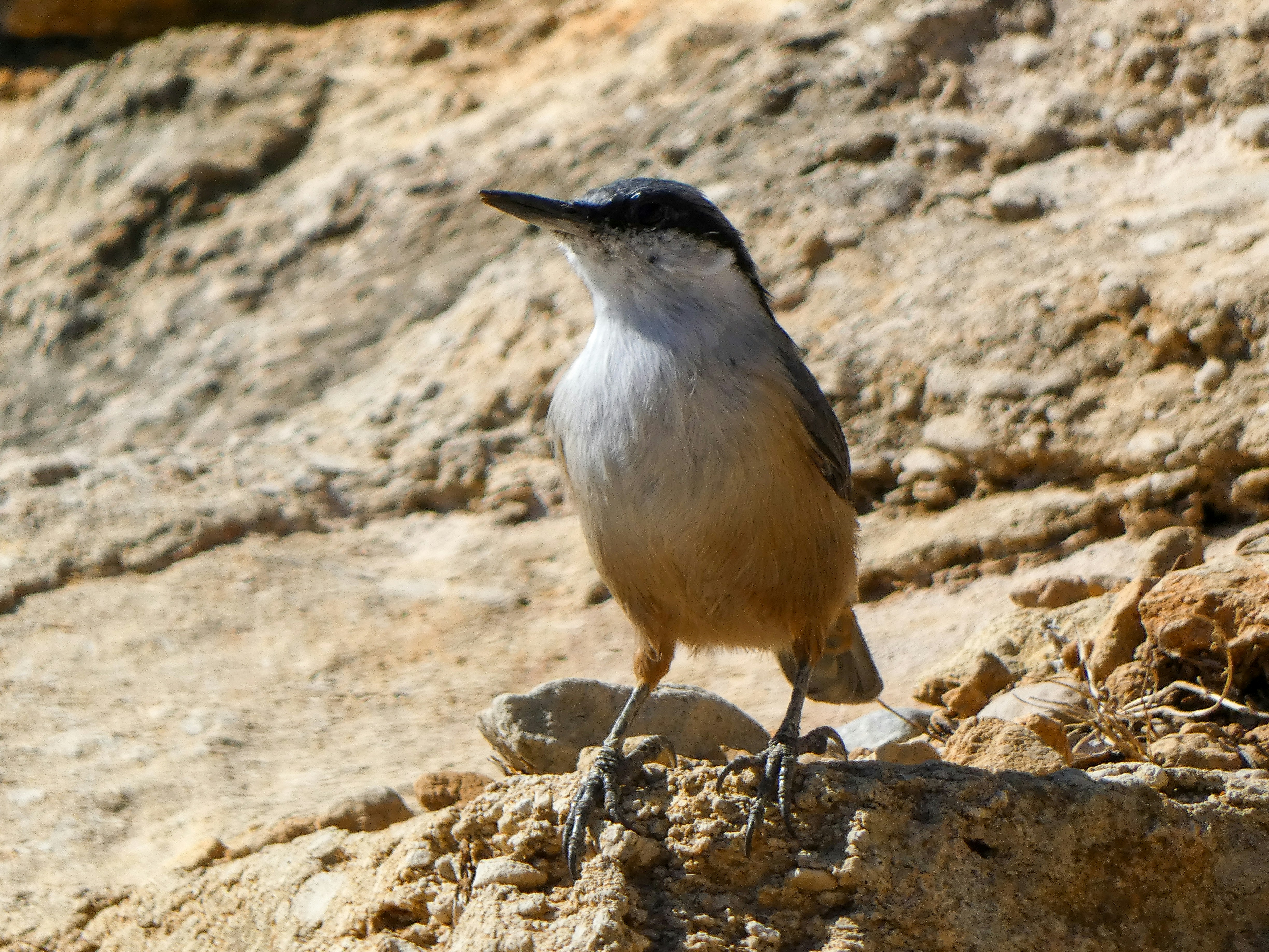 Desert Rock Wren in sunlit perch