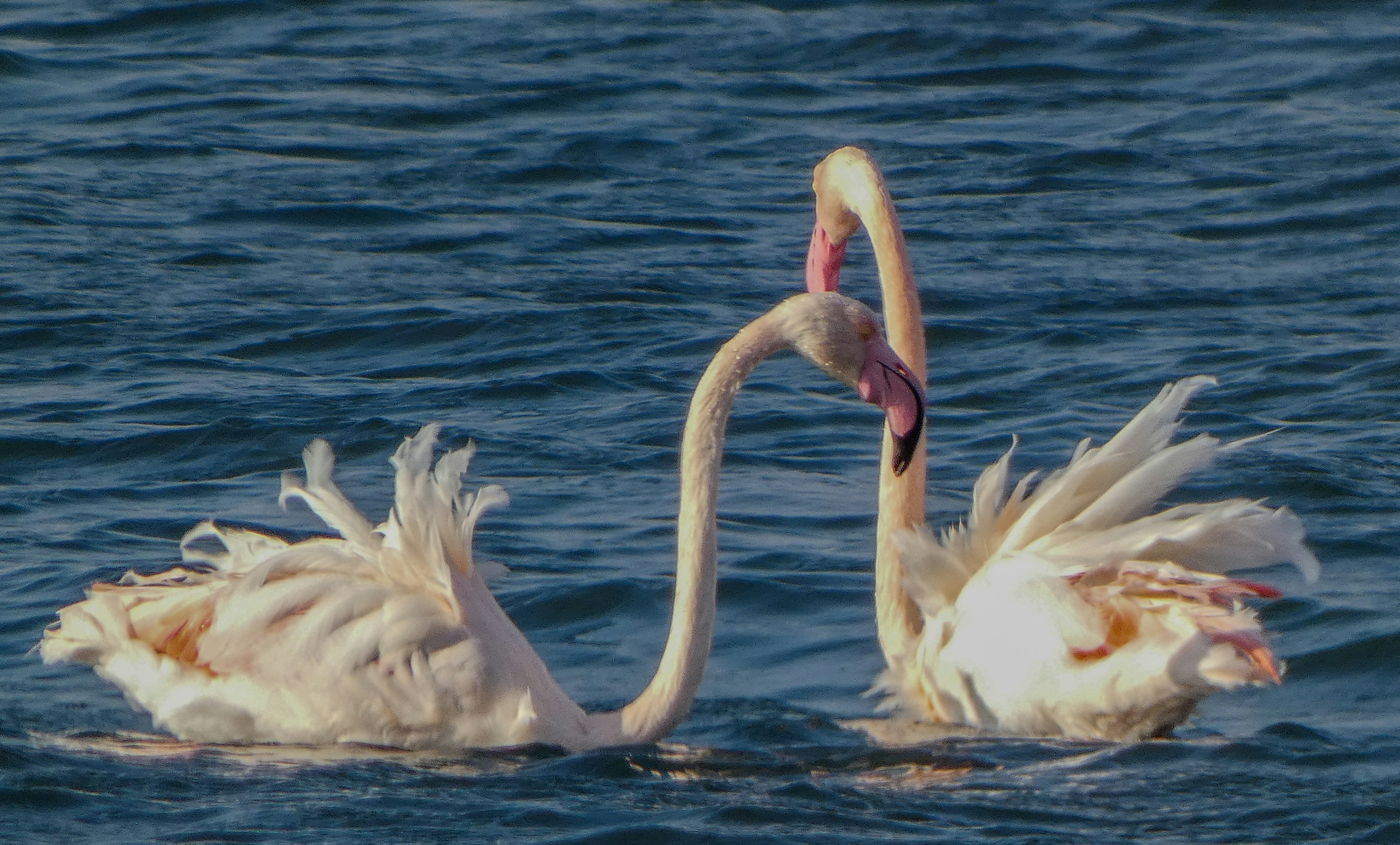 Mirror-Neck Moment: Flamingos Face Each Other on a Quiet Blue Sea