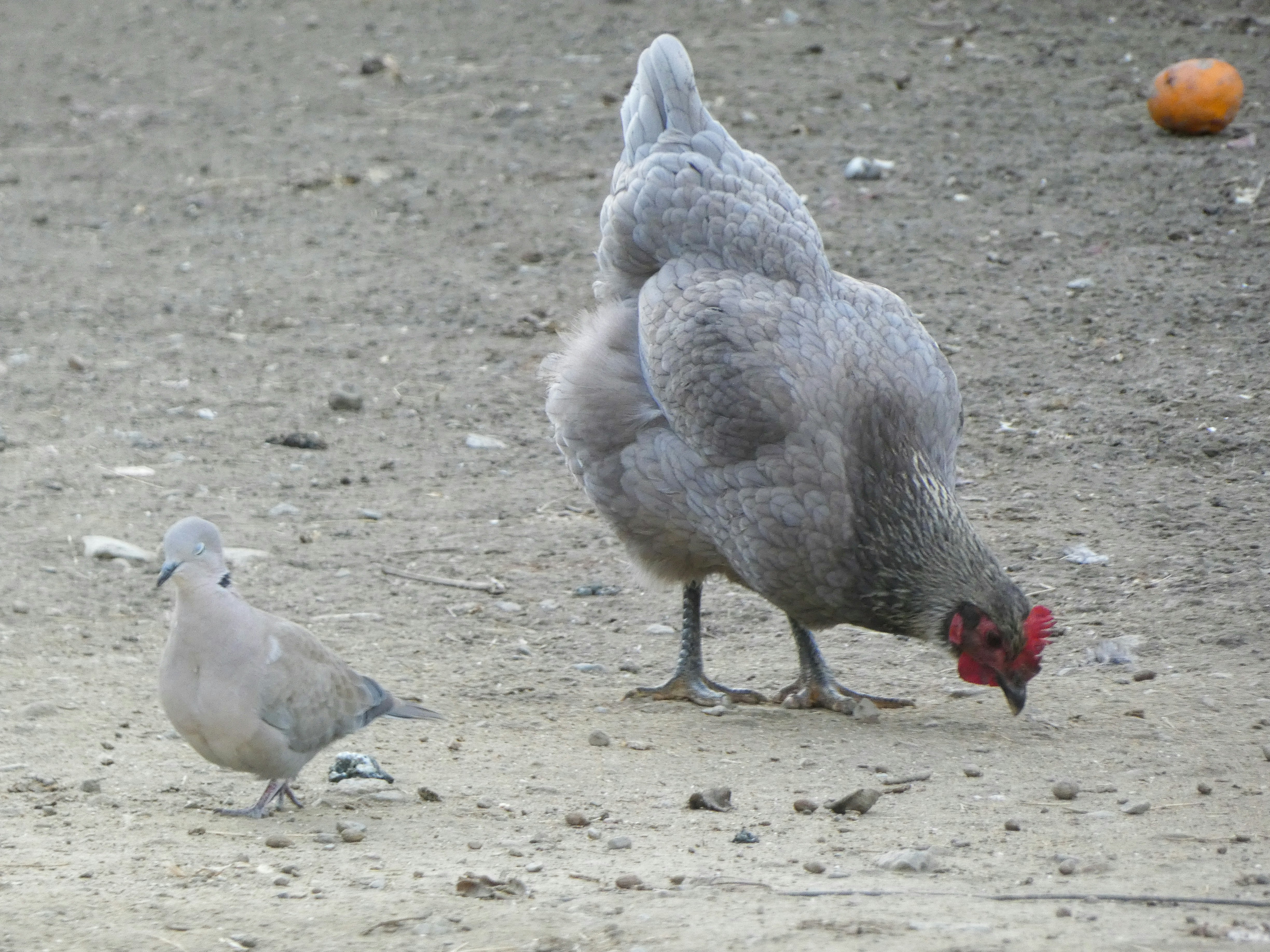 Gray hen pecking the ground beside a small bird on a dirt surface with an orange object in the distance.