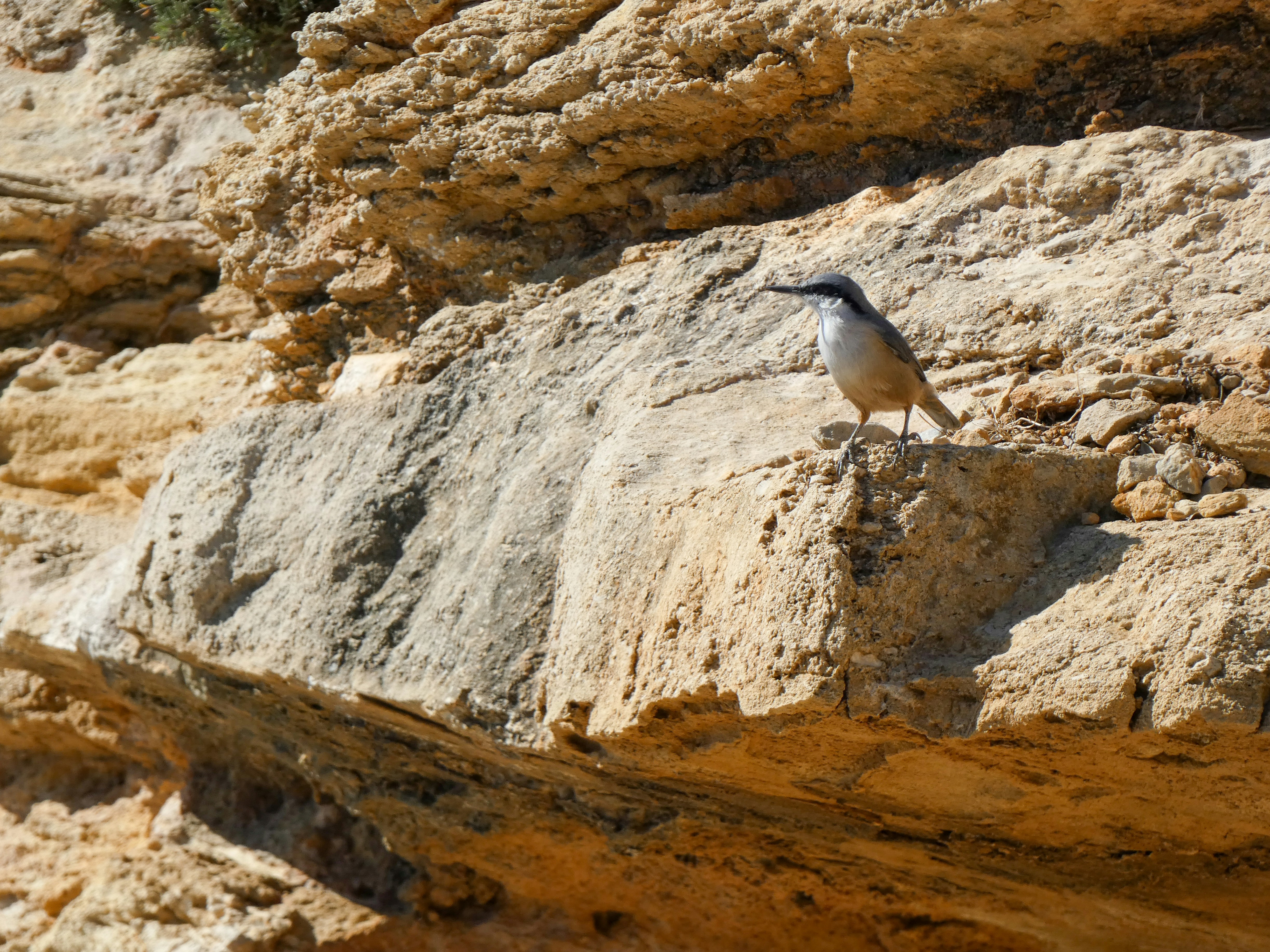 Sunlit Cliff Perch: a lone passerine on weathered limestone