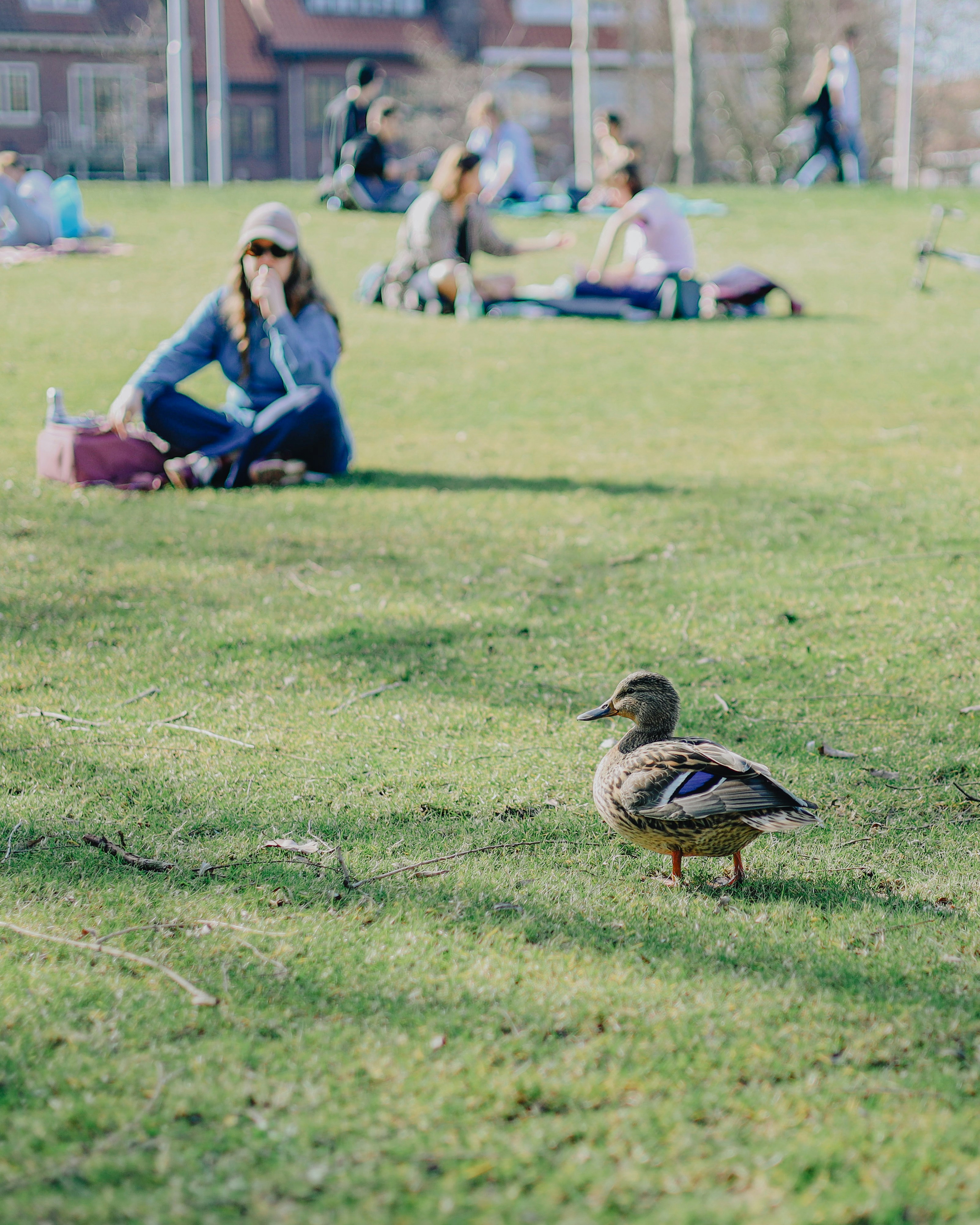 Duck in Focus, Park Crowd in Blur: A Quiet Day on the Lawn