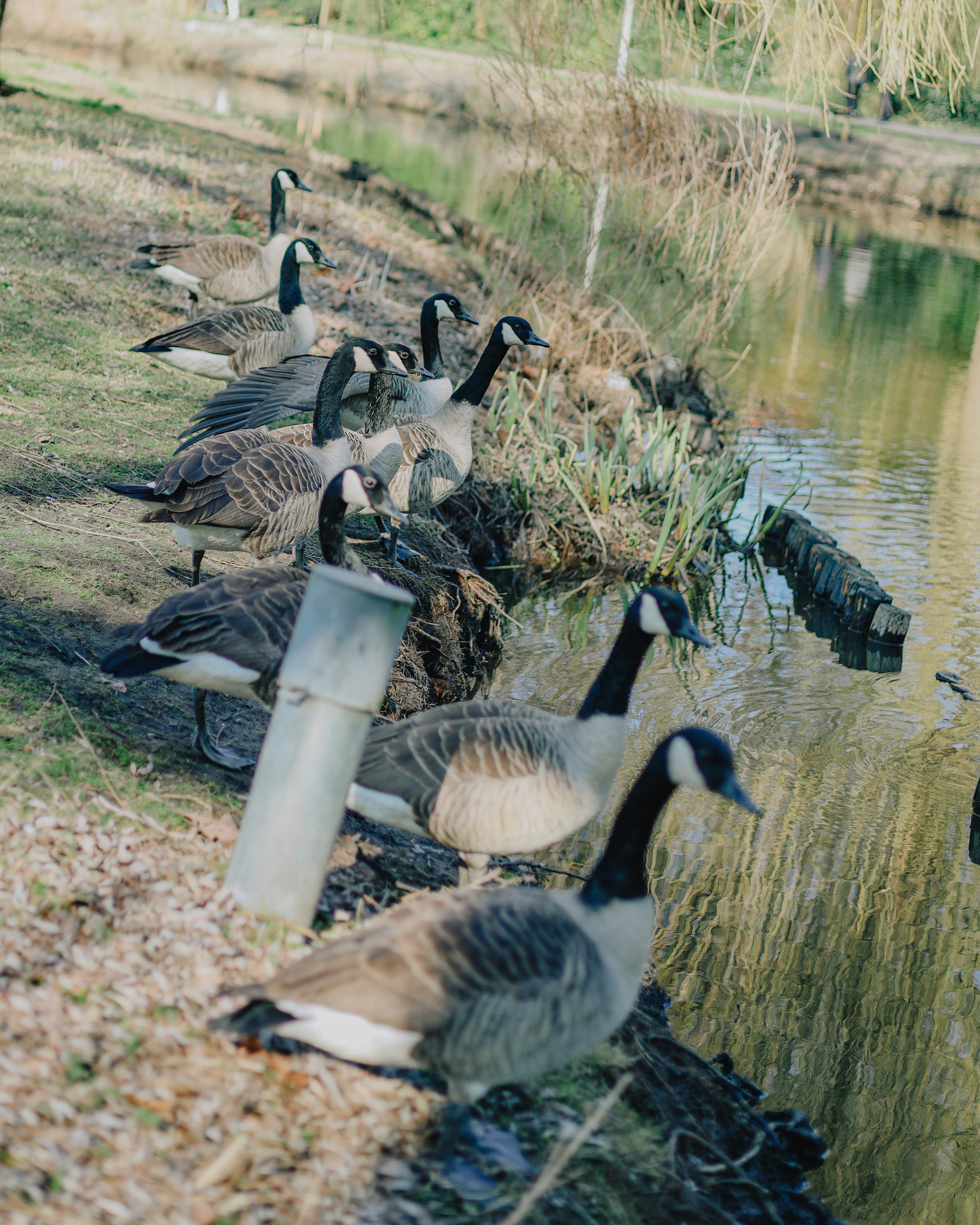 Geese stand beside water on a sunny day.