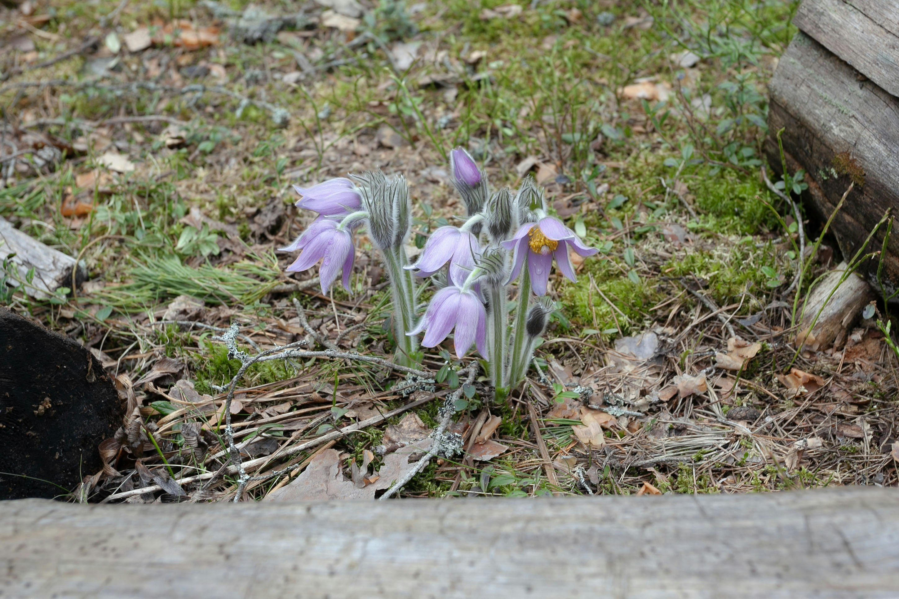 Lavender Campanula at the Mossy Threshold