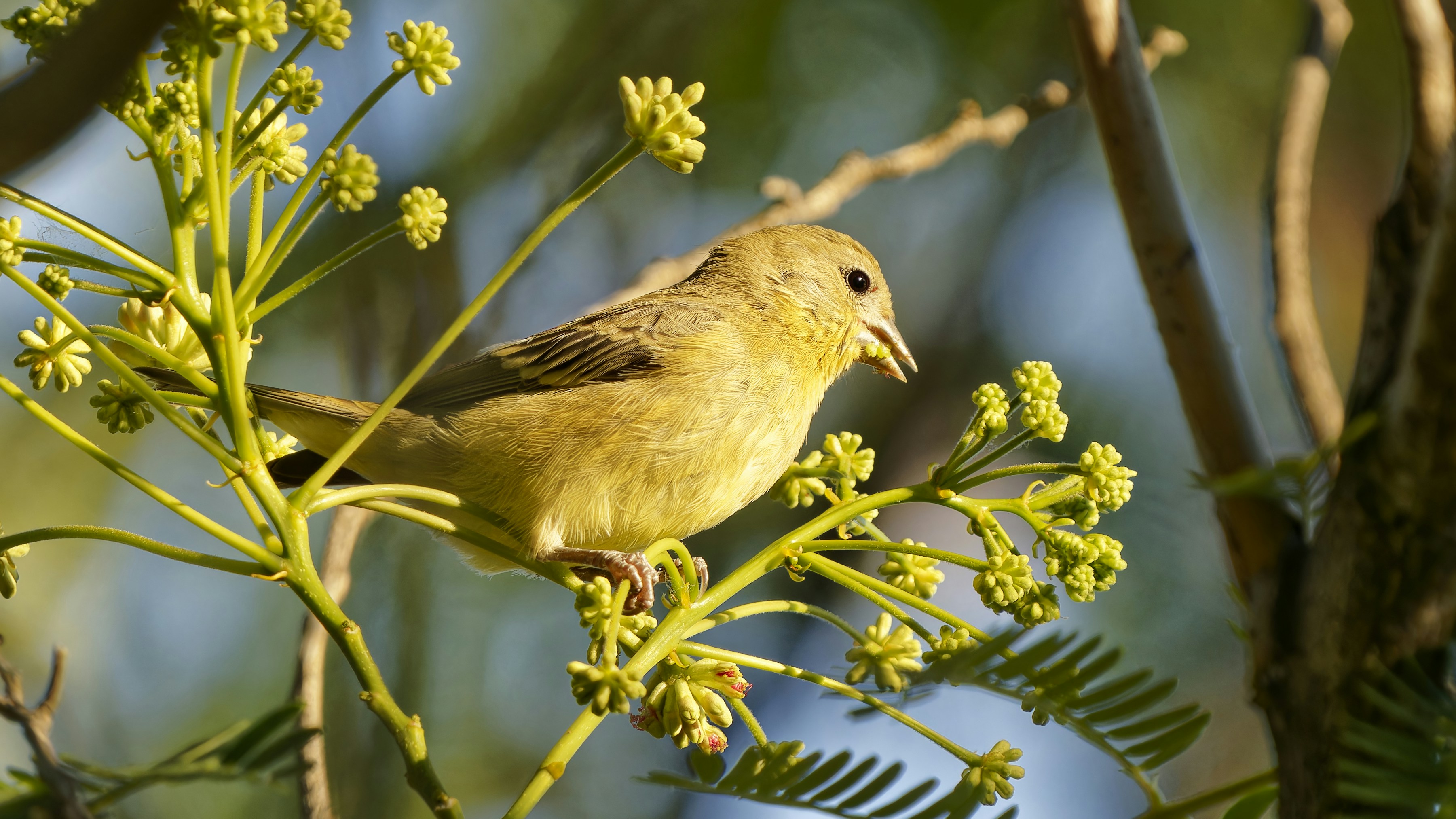 Olive Finch Among Bud-Studded Branches in Warm Light