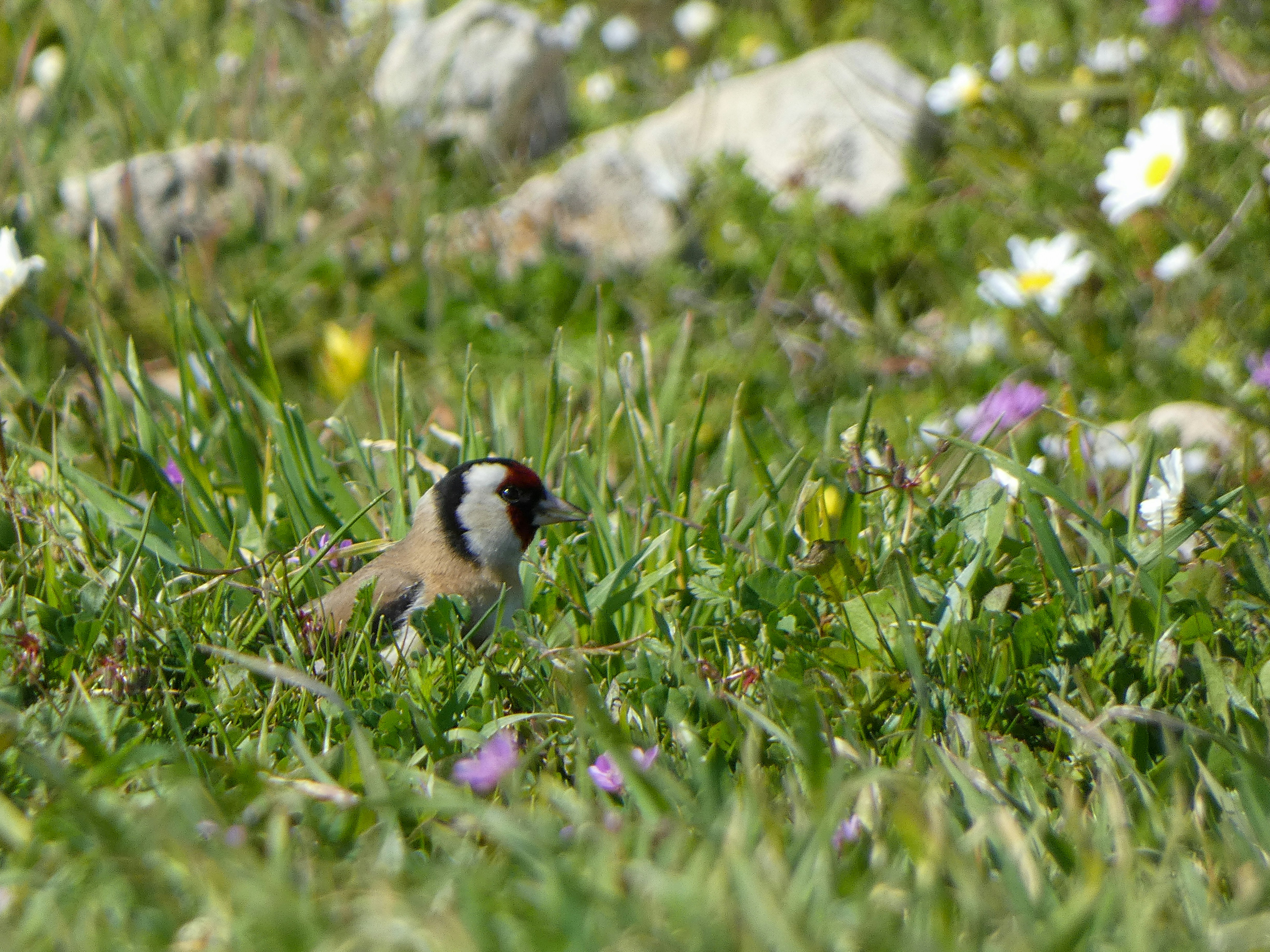 Meadow's Tiny Sentinel: A Sparrow Among Grass and Daisies