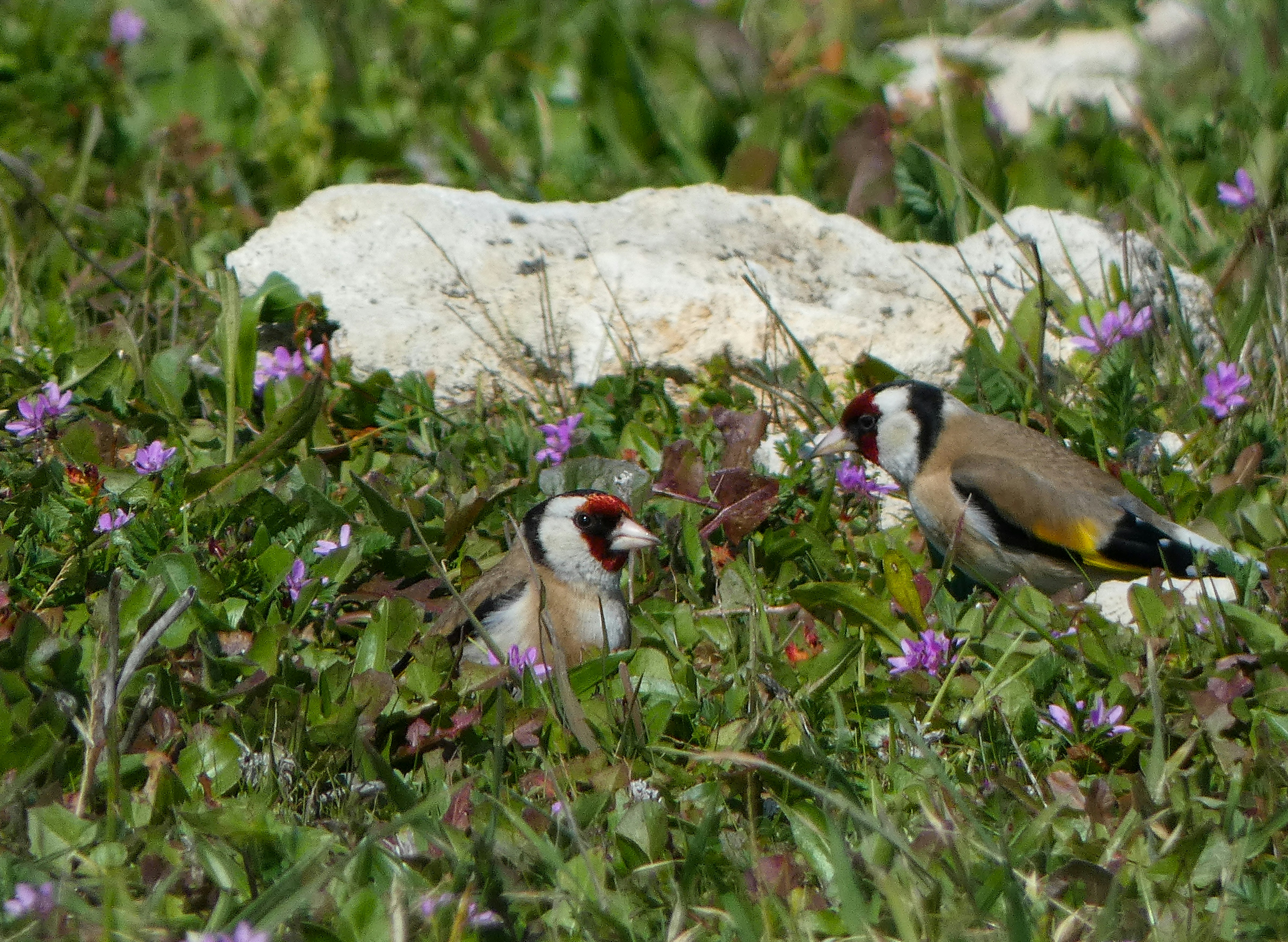 Red-faced Finches Among Wildflowers Beneath a Distant Stone