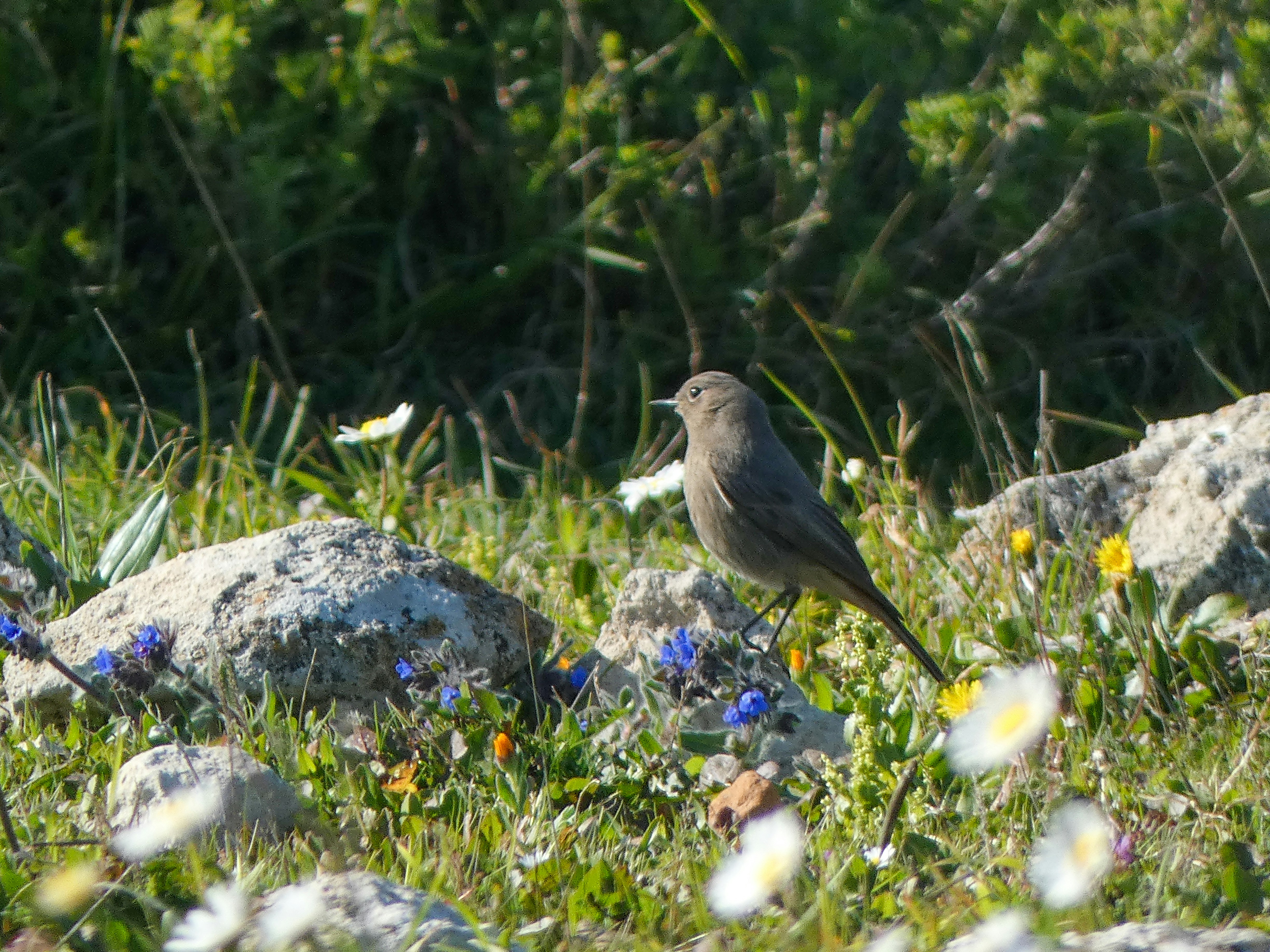 Small bird perched on a rocky terrain surrounded by wildflowers in a sunlit meadow.