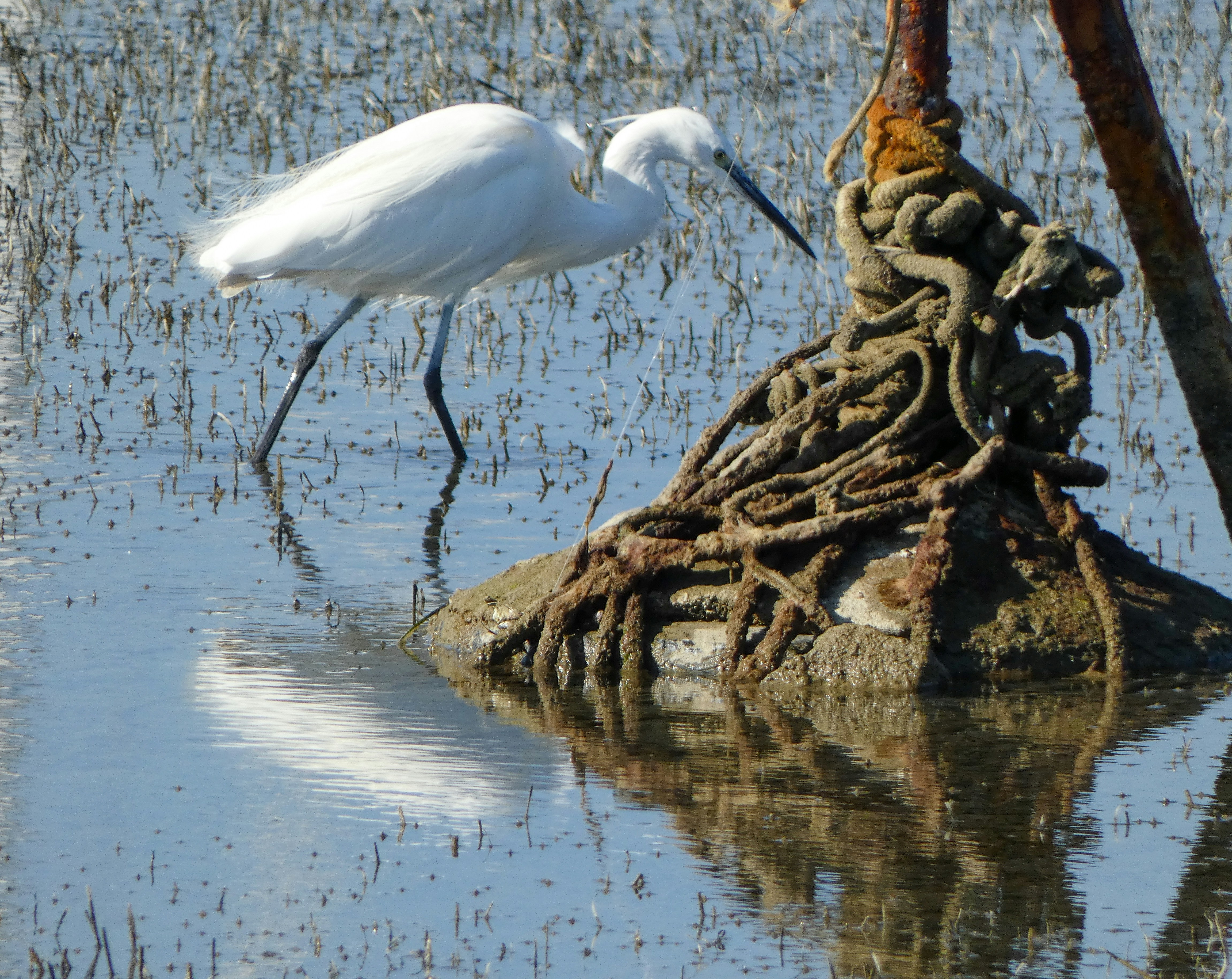 White heron wading beside a rope-entwined structure in reflective water.