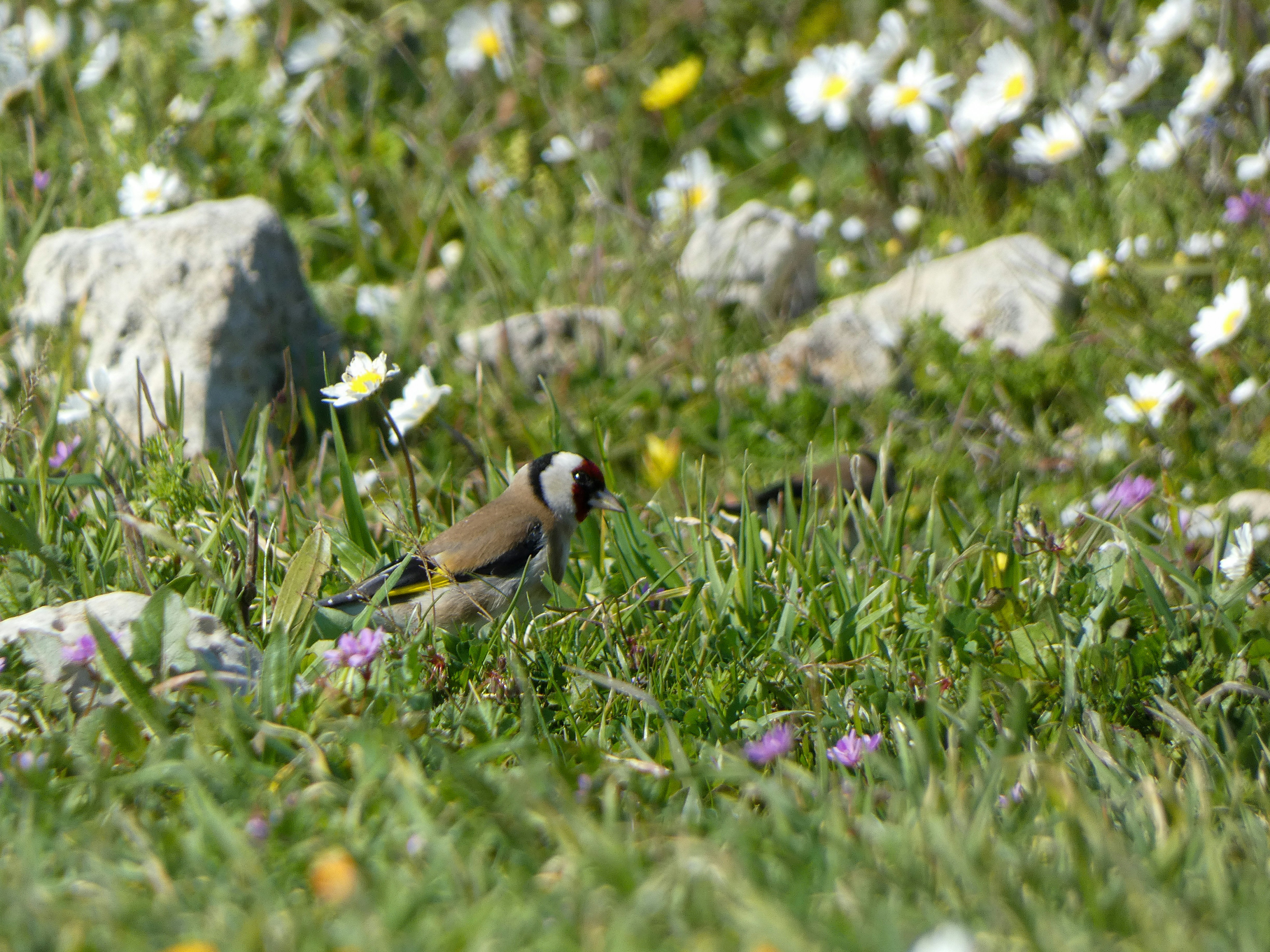 A goldfinch forages among wildflowers and rocks.