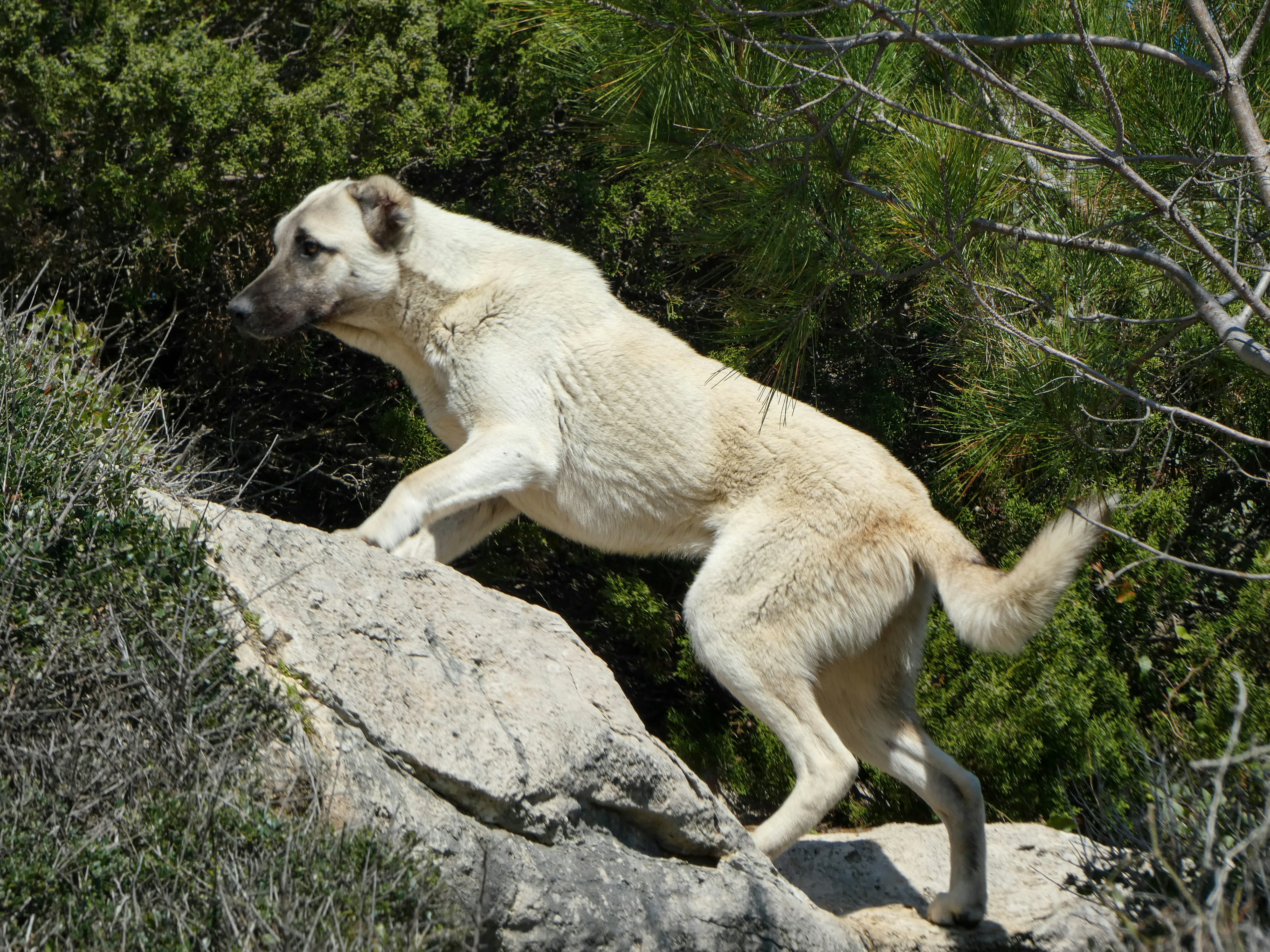 Pale Explorer Leaps Over Granite: a sunlit scramble
