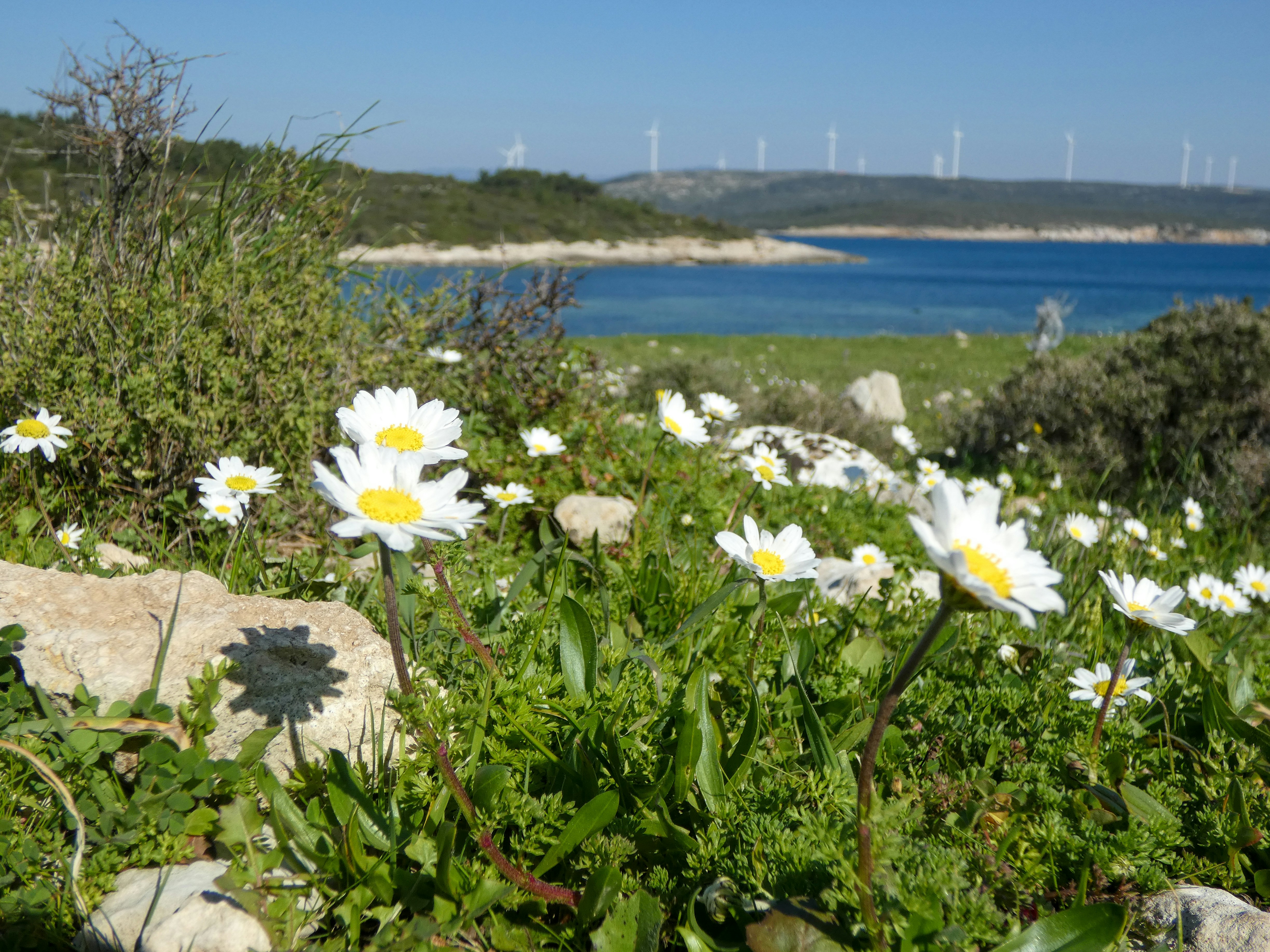Daisies by the Sea: Sunlit Blooms, Blue Water, and a Wind-Sculpted Horizon